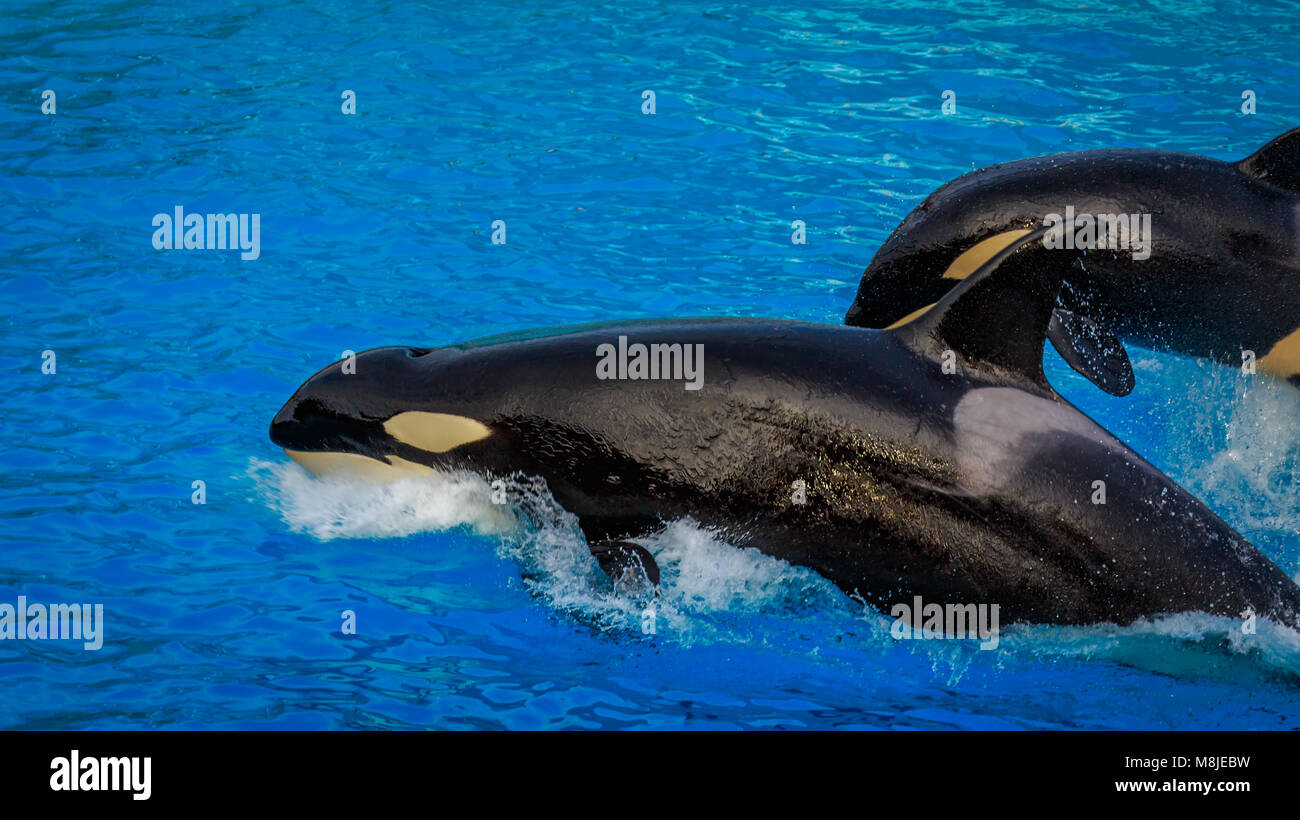 Two killer whales (Orca) swim through water Stock Photo - Alamy