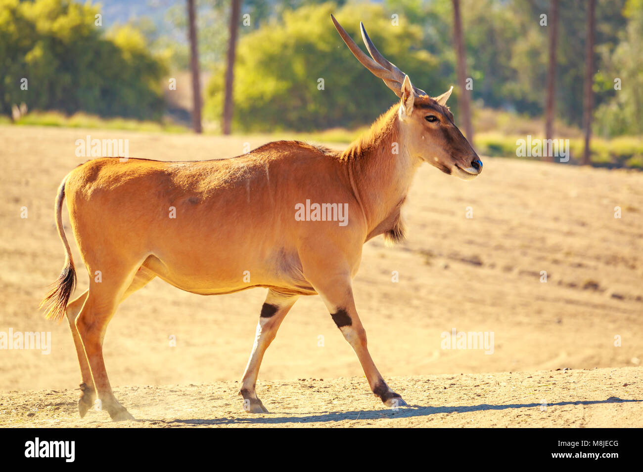 Maile hi-res stock photography and images - Alamy