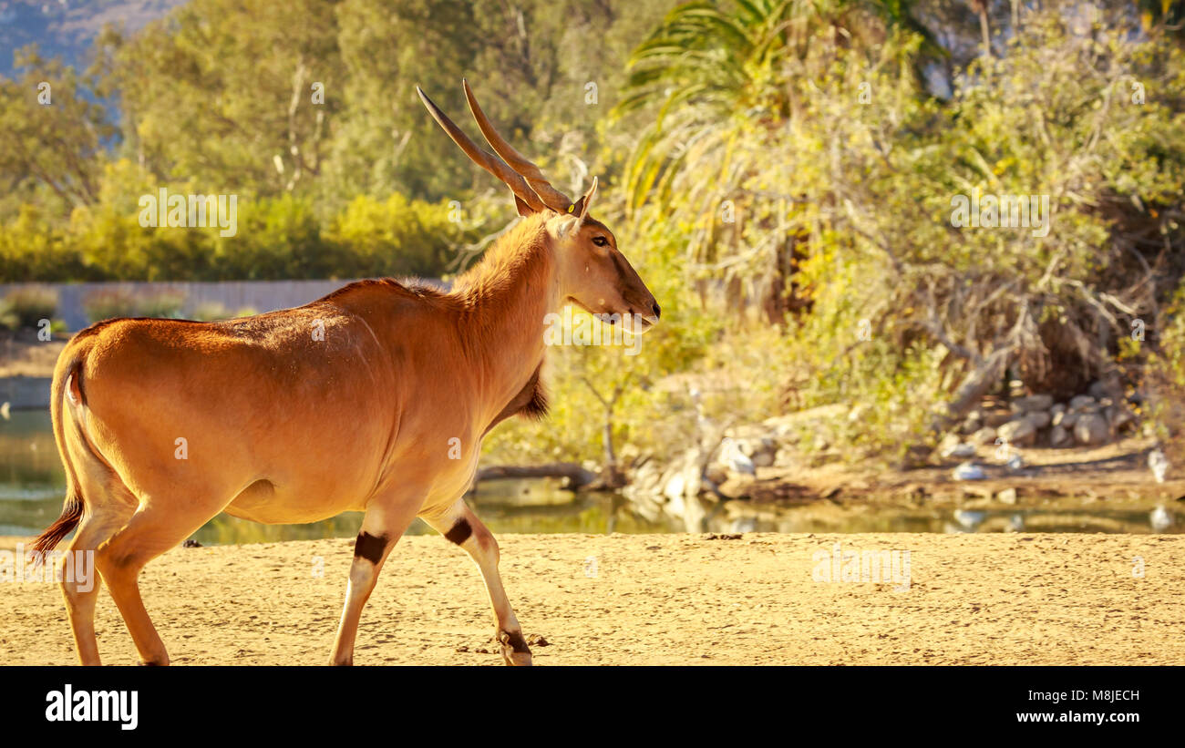 Maile common Eland Antelope walks across the plain Stock Photo - Alamy