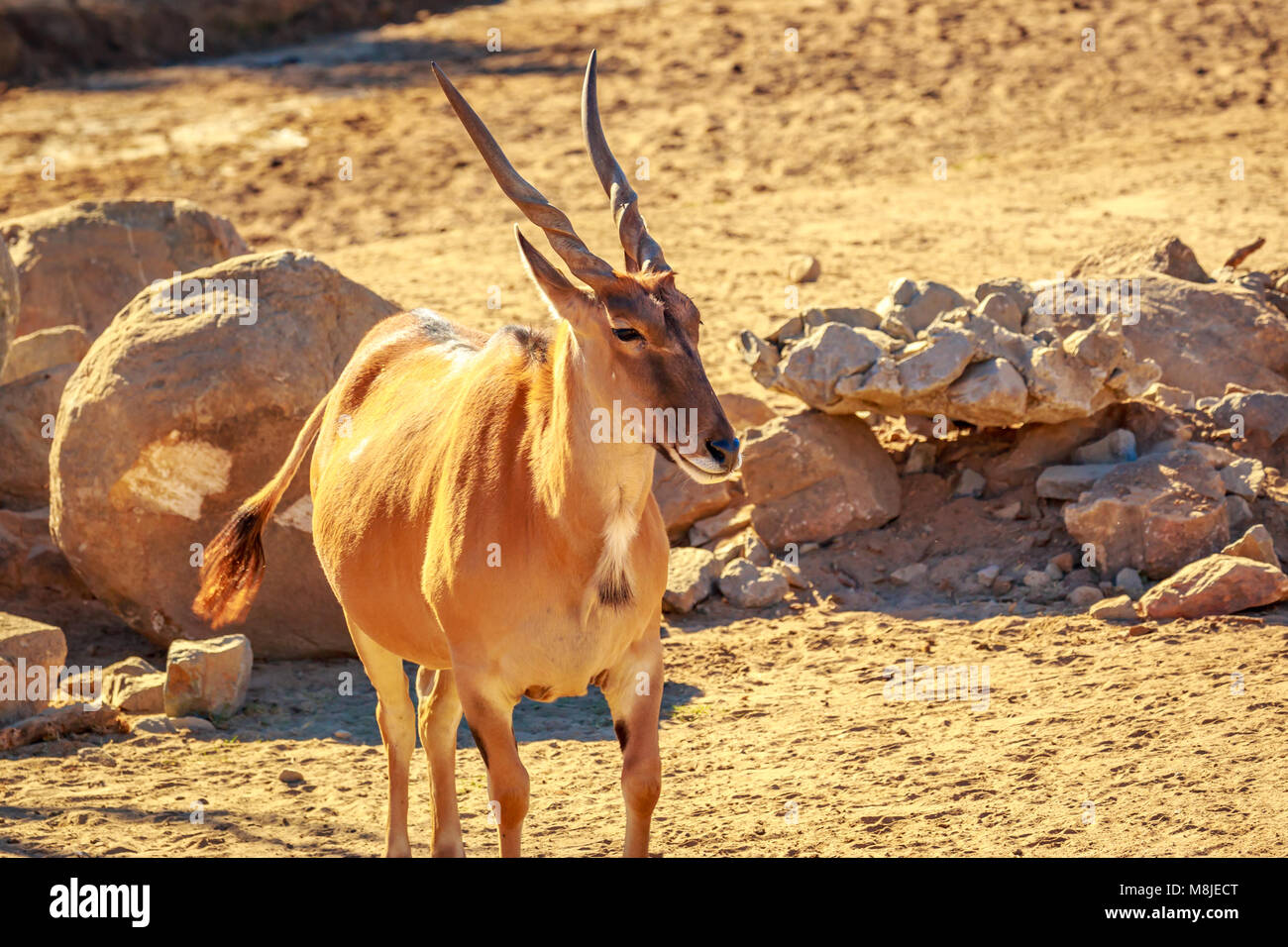 Maile common Eland Antelope walks across the plain Stock Photo - Alamy