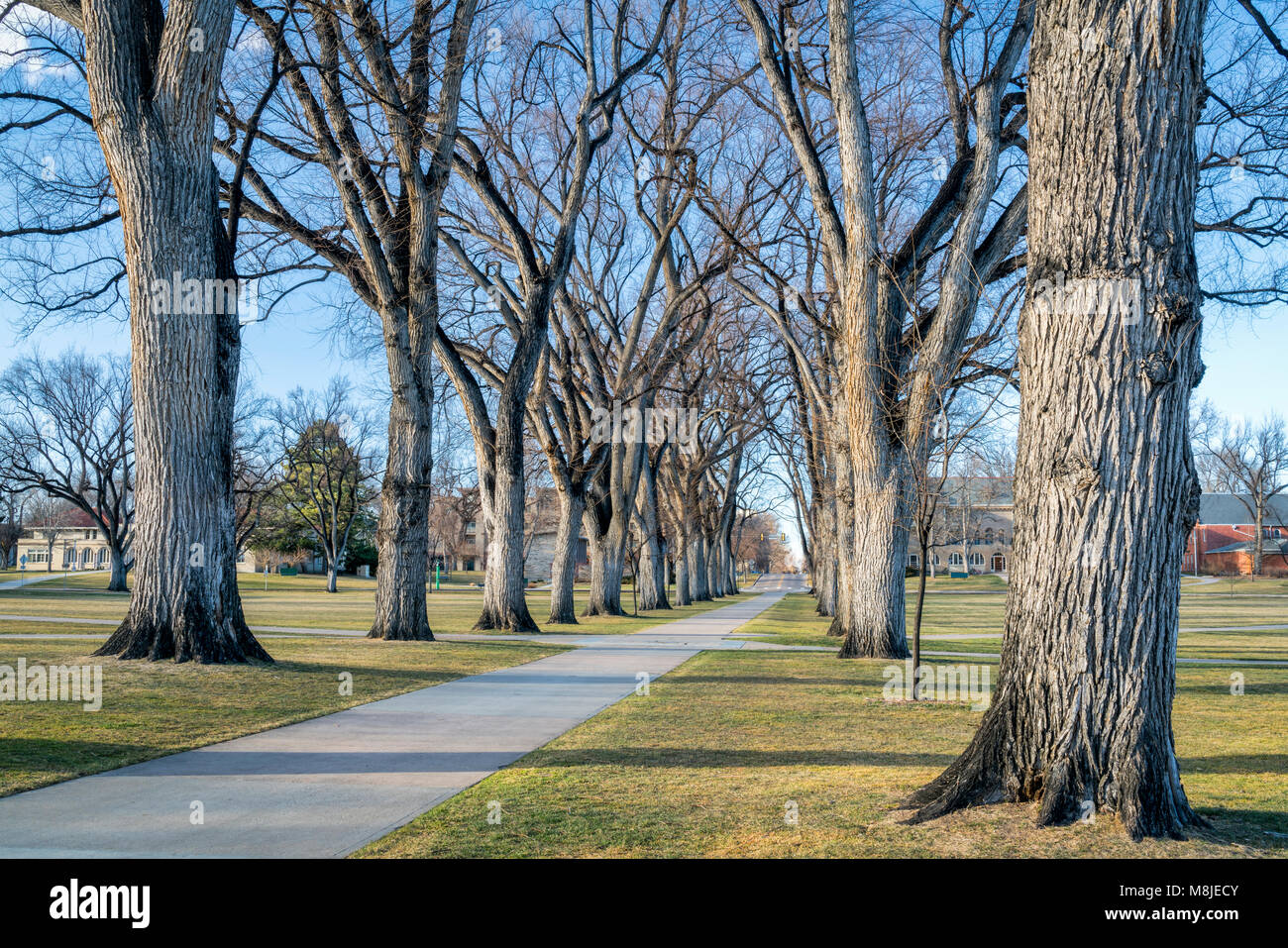 Allee with old American elm trees in early spring - the Oval of ...