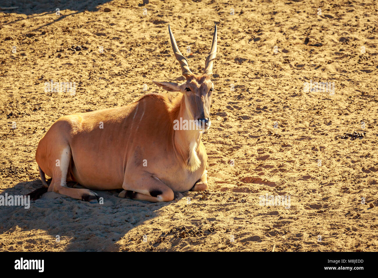 Male common Eland Antelope rests on the ground Stock Photo - Alamy