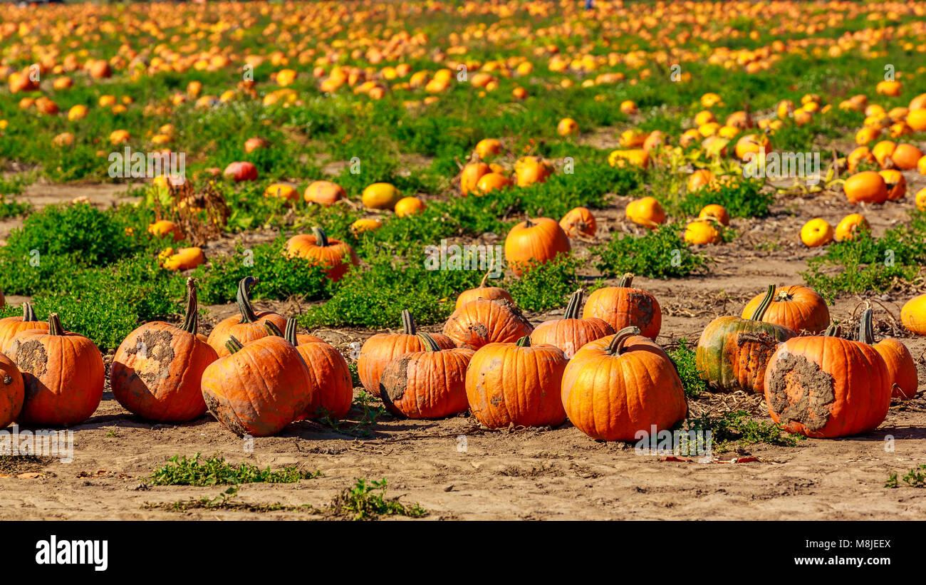 Halloween Pumpkin Patch field perfect background image Stock Photo - Alamy