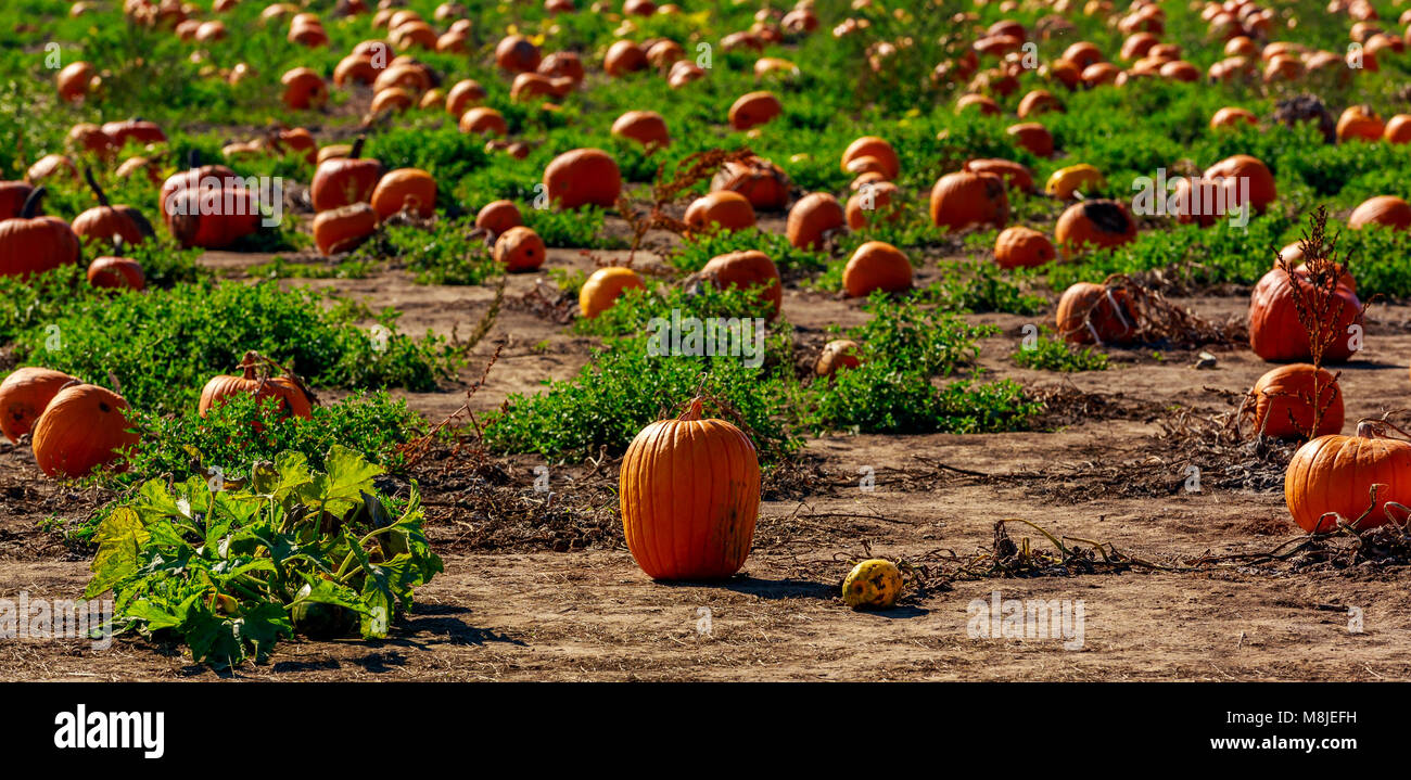 Halloween Pumpkin Patch field perfect background image Stock Photo - Alamy