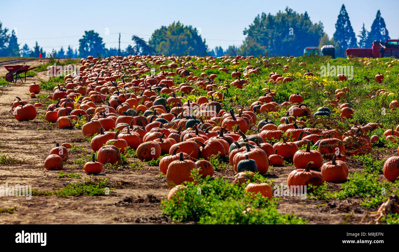 Halloween Pumpkin Patch field perfect background image Stock Photo - Alamy
