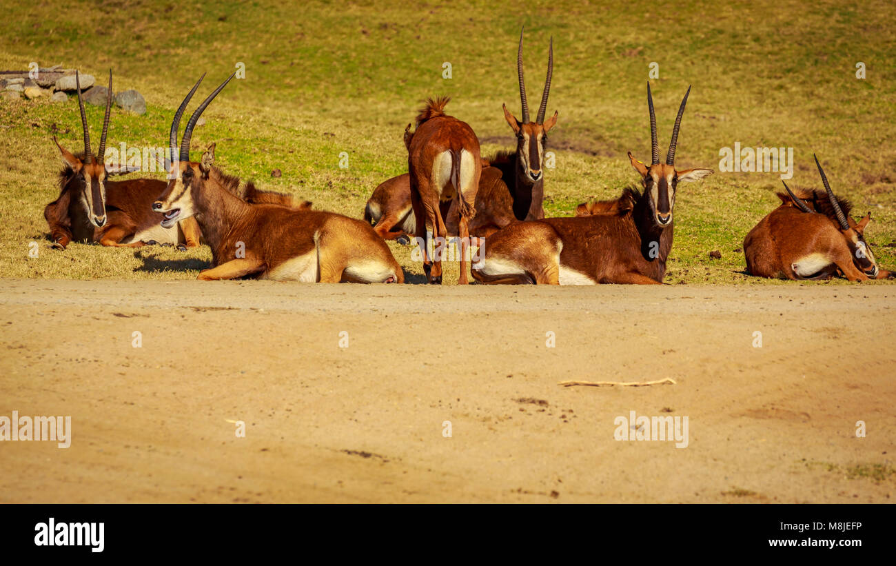 Group of Sable Antelope rest in circle, each facing different direction ...