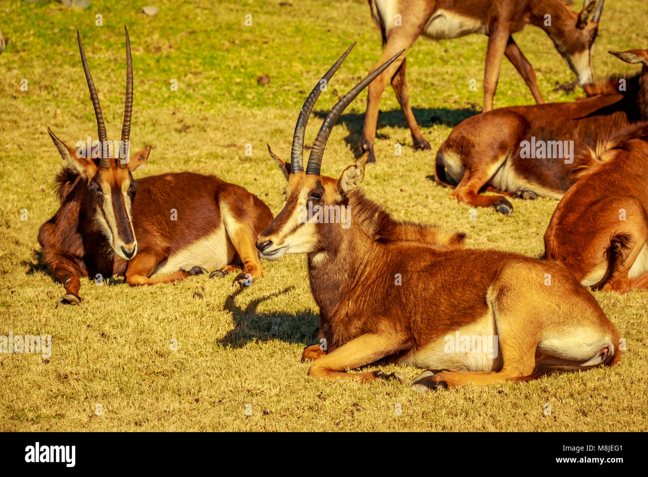 Group of Sable Antelope rest in circle, each facing different direction ...