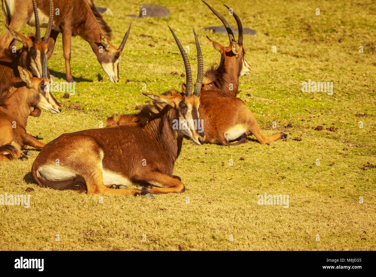 Group of Sable Antelope rest in circle, each facing different direction ...