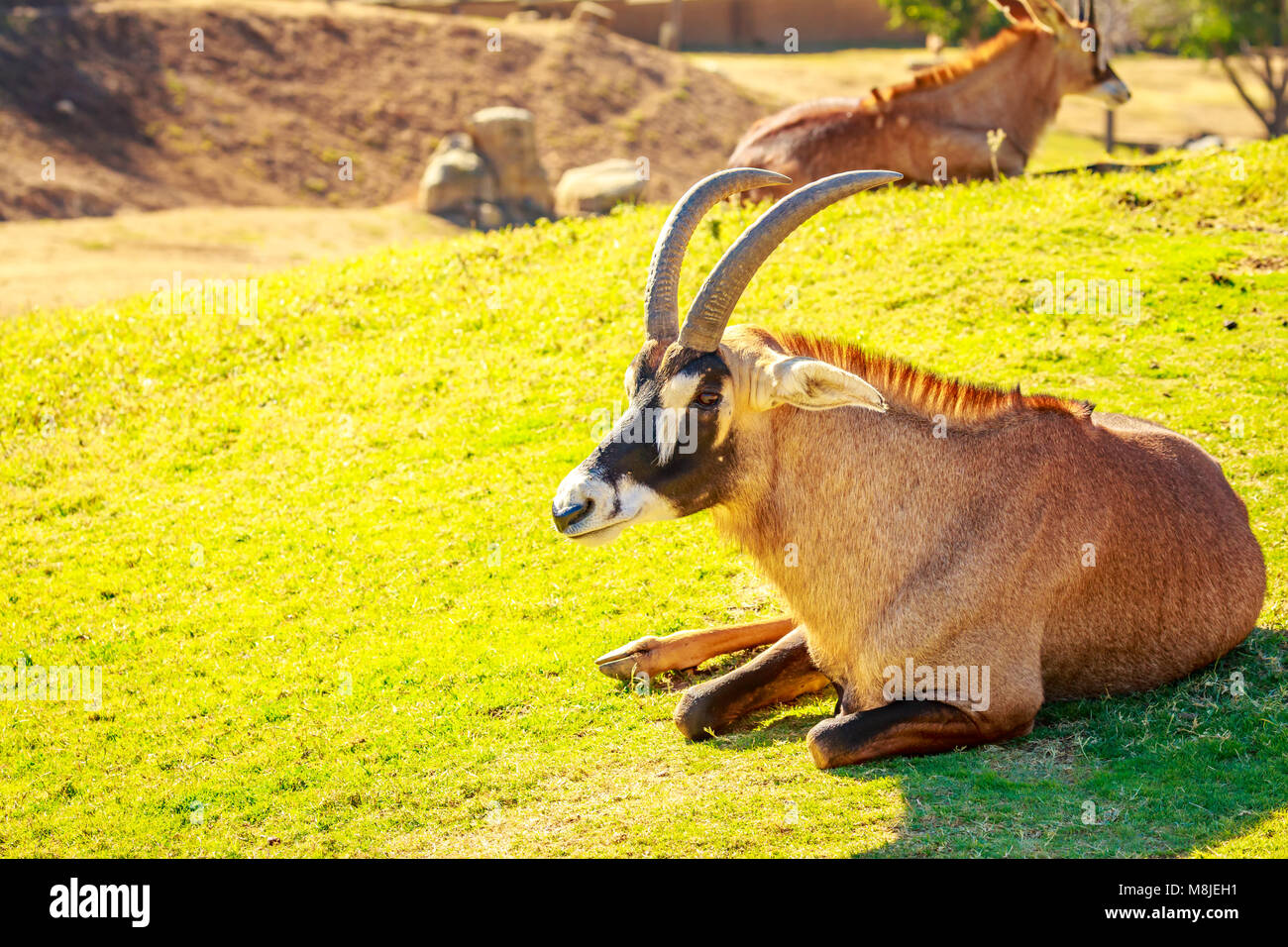 Group of Roan Antelope rest in circle, each facing different direction ...
