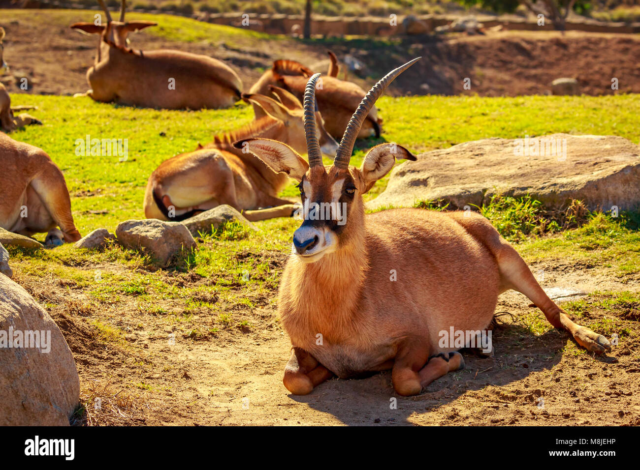 Group of Roan Antelope rest in circle, each facing different direction ...
