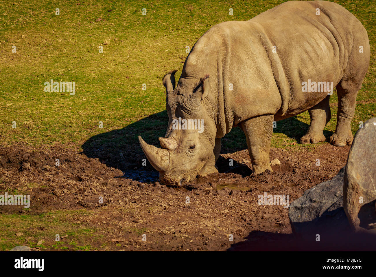 White Rhinoceros walks on the meadows Stock Photo - Alamy