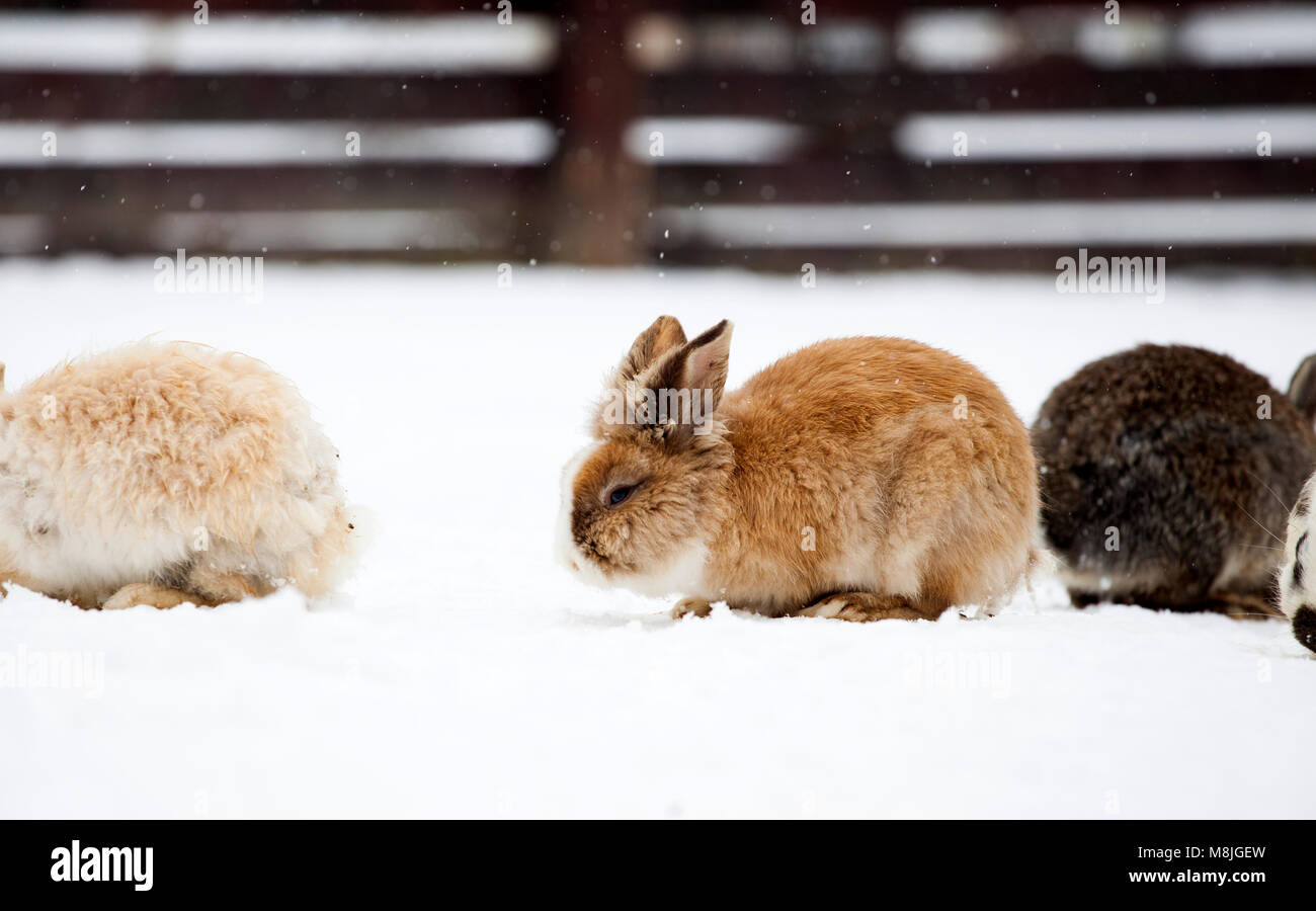 Bunny in snow Stock Photo - Alamy