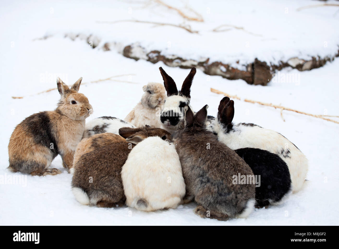 Bunny in snow Stock Photo - Alamy