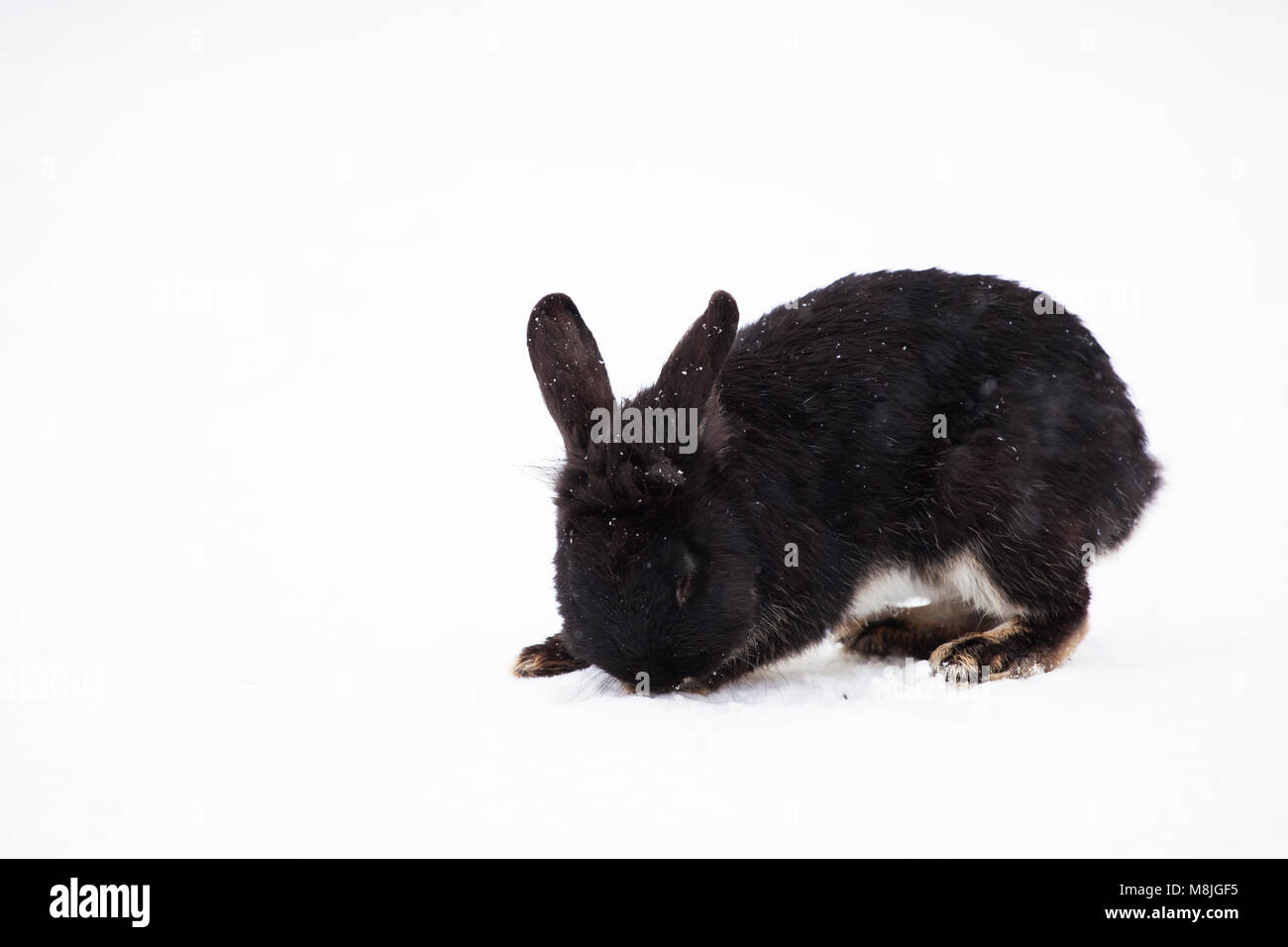 Bunny in snow Stock Photo - Alamy