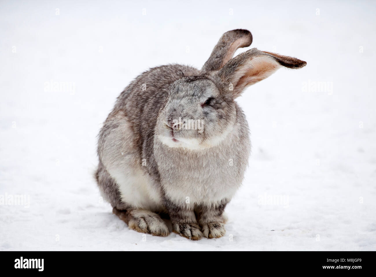 Bunny in snow Stock Photo - Alamy