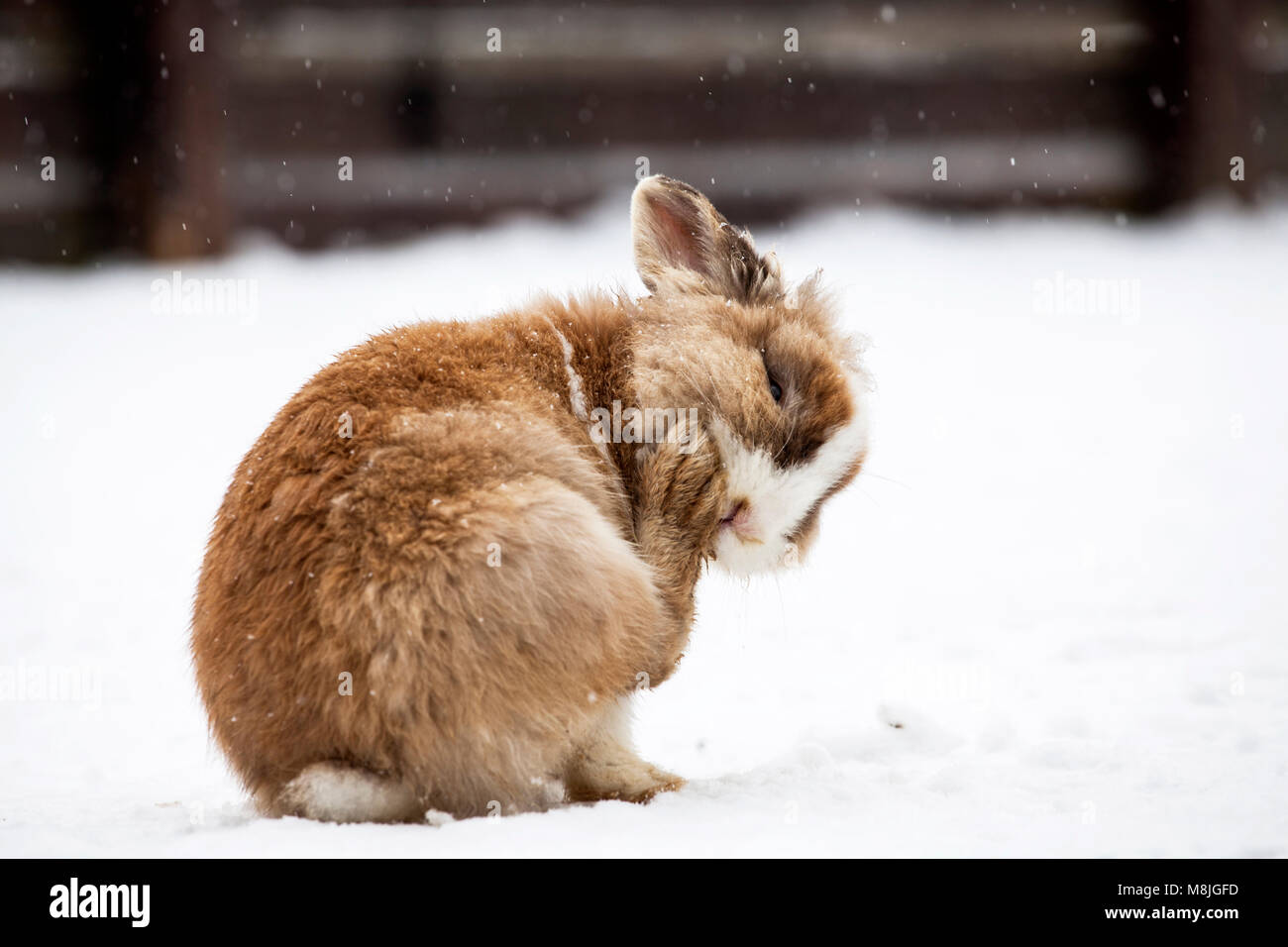 Bunny in snow Stock Photo - Alamy