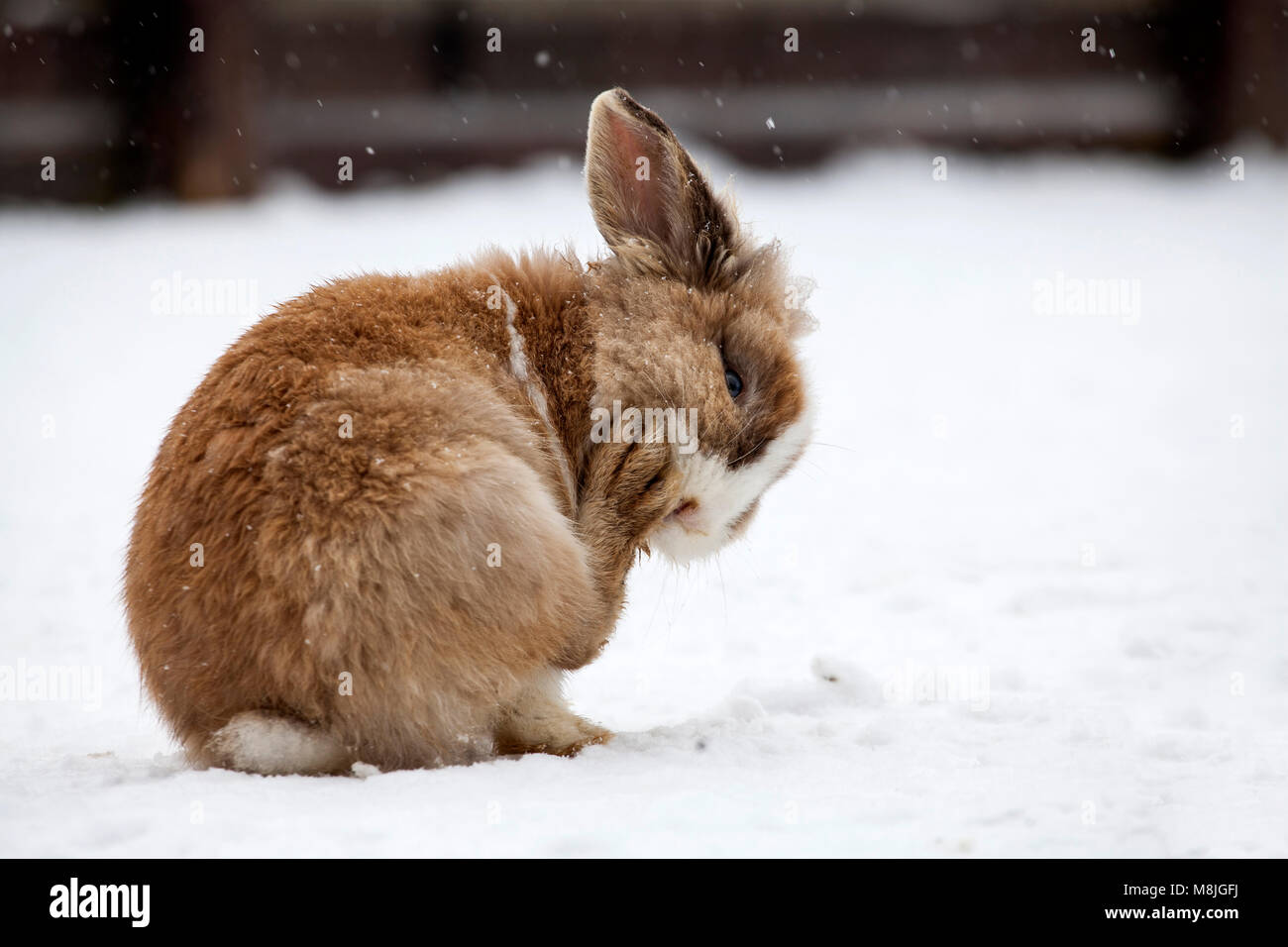 Bunny in snow Stock Photo - Alamy
