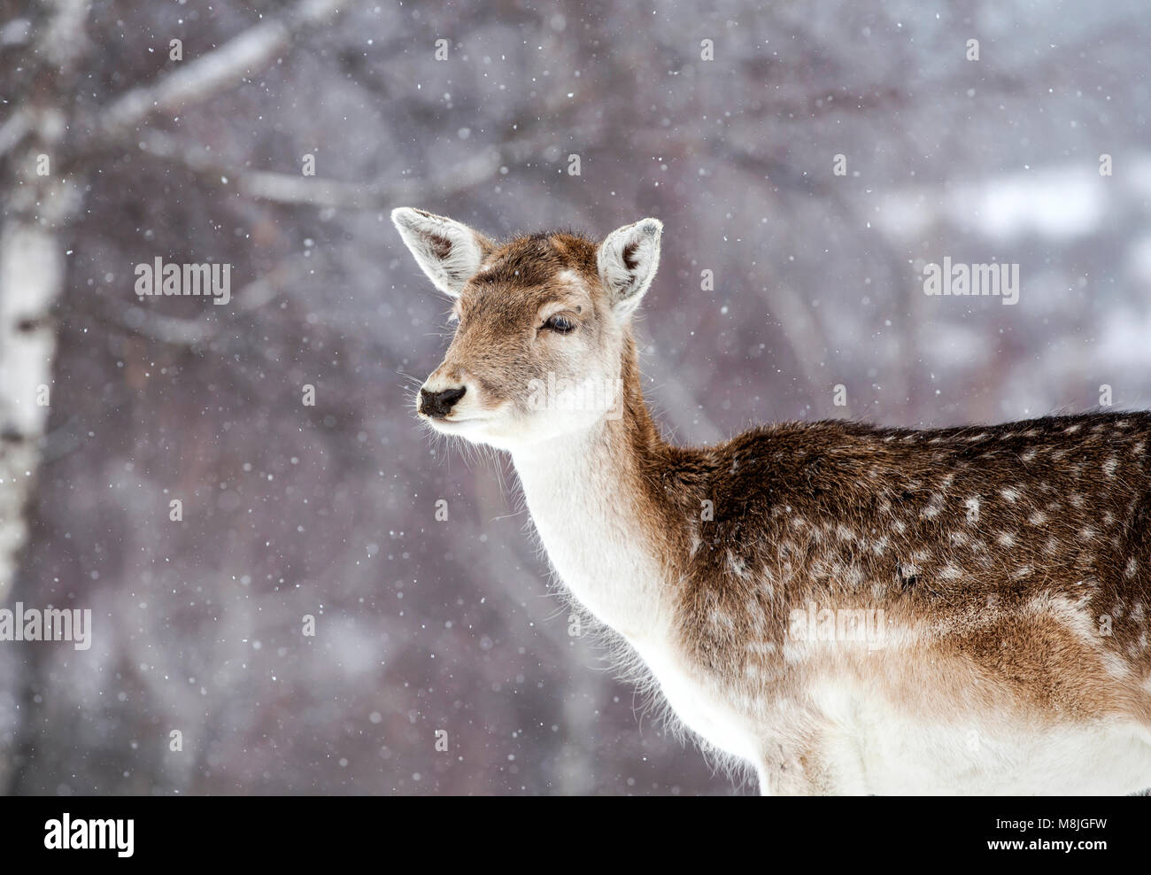 Fallow deers in the snow Stock Photo - Alamy