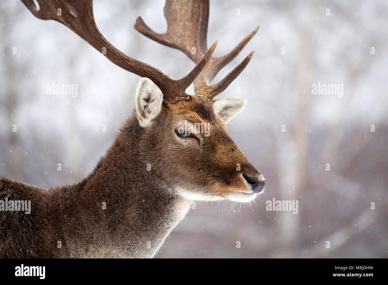 Portrait of a male of fallow deer in the snow Stock Photo - Alamy