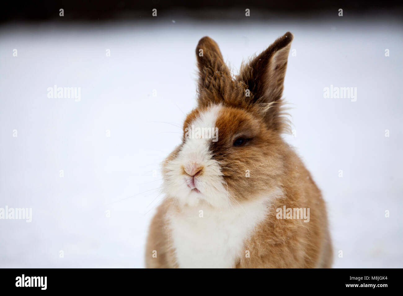 Bunny in snow Stock Photo - Alamy