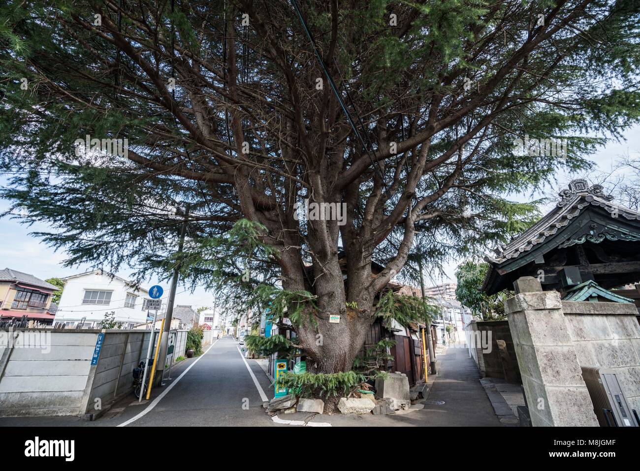 Himalayan Ceder, Yanaka, Taito-Ku, Tokyo, Japan Stock Photo - Alamy