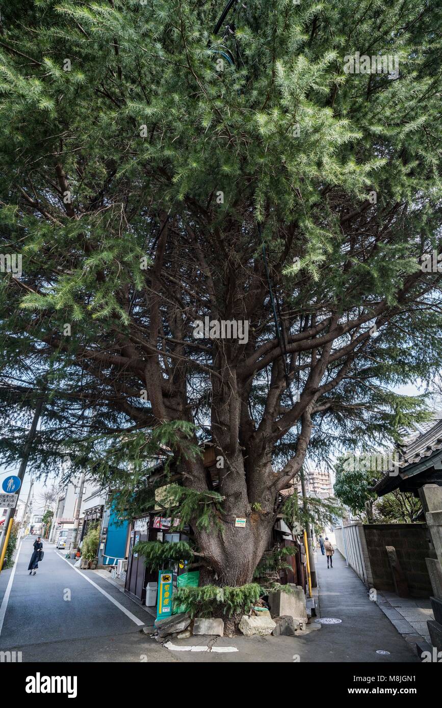 Himalayan cedar leaves cedrus deodara hi-res stock photography and ...