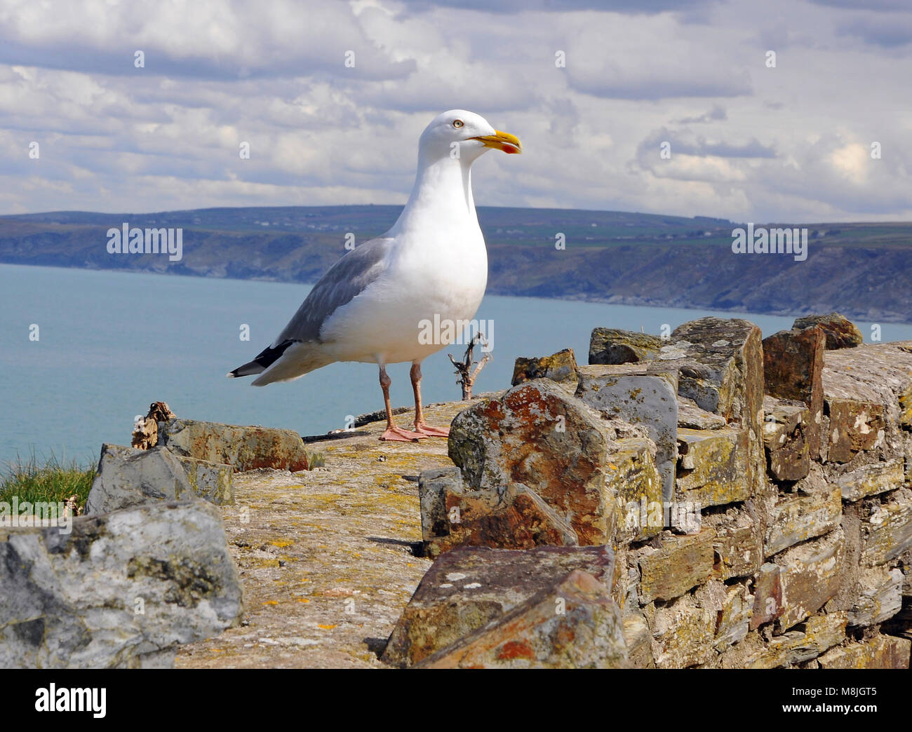 Doc martin location hi-res stock photography and images - Alamy