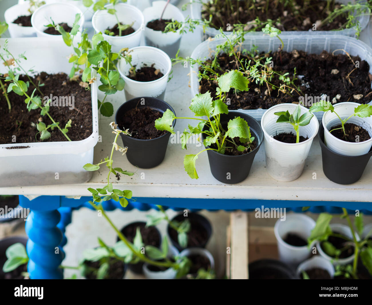 Healthy cups containers hi-res stock photography and images - Alamy