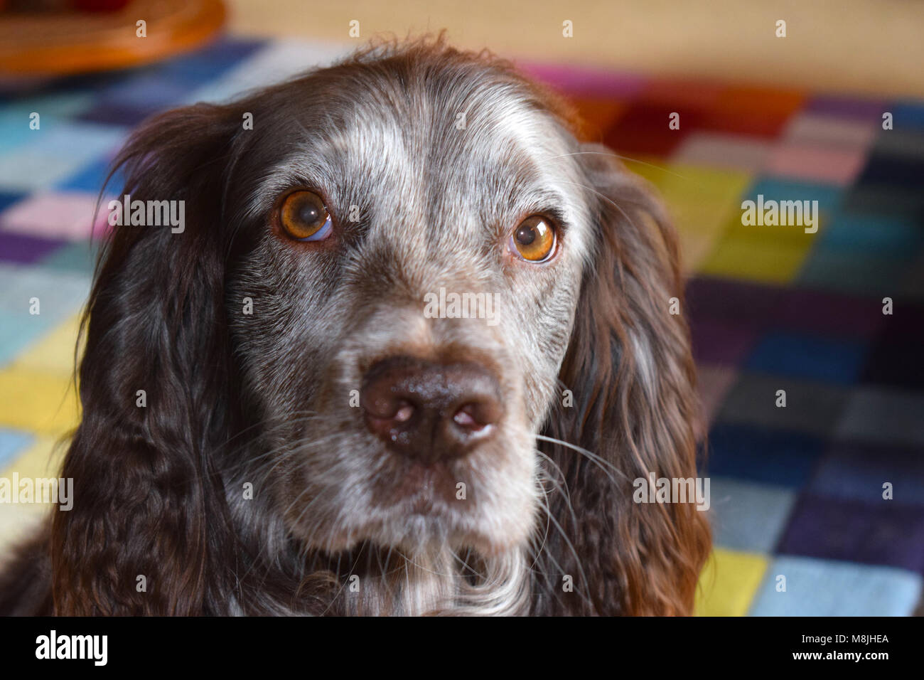 Working Cocker Spaniel Gazing full on into the cameral lens against a ...