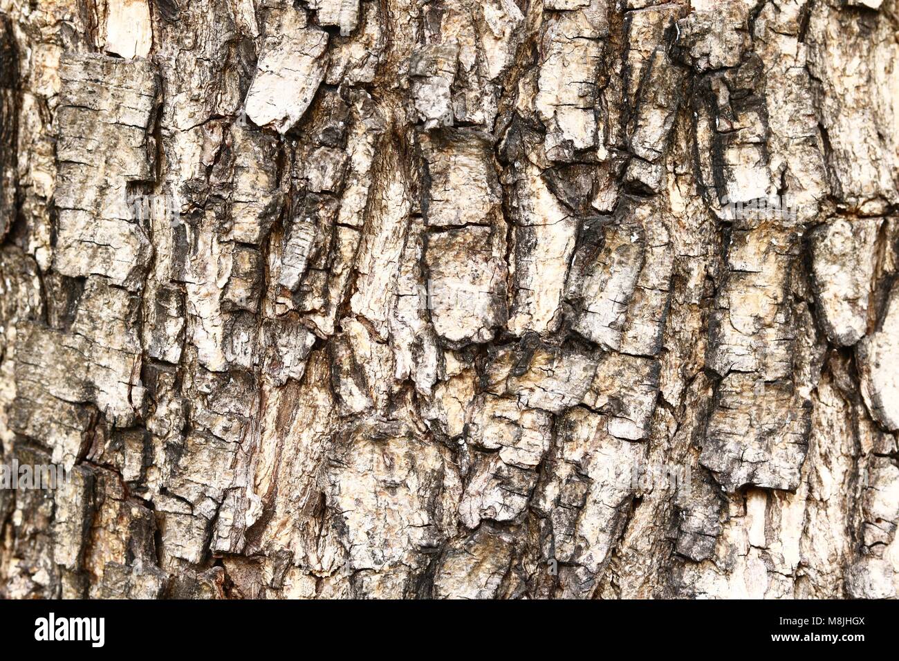 dark tree bark texture Stock Photo - Alamy