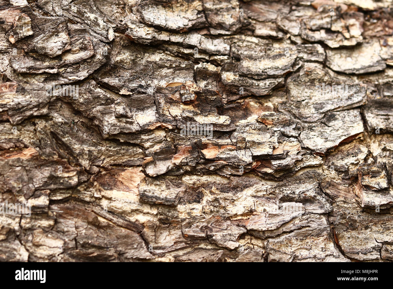 dark tree bark texture Stock Photo - Alamy