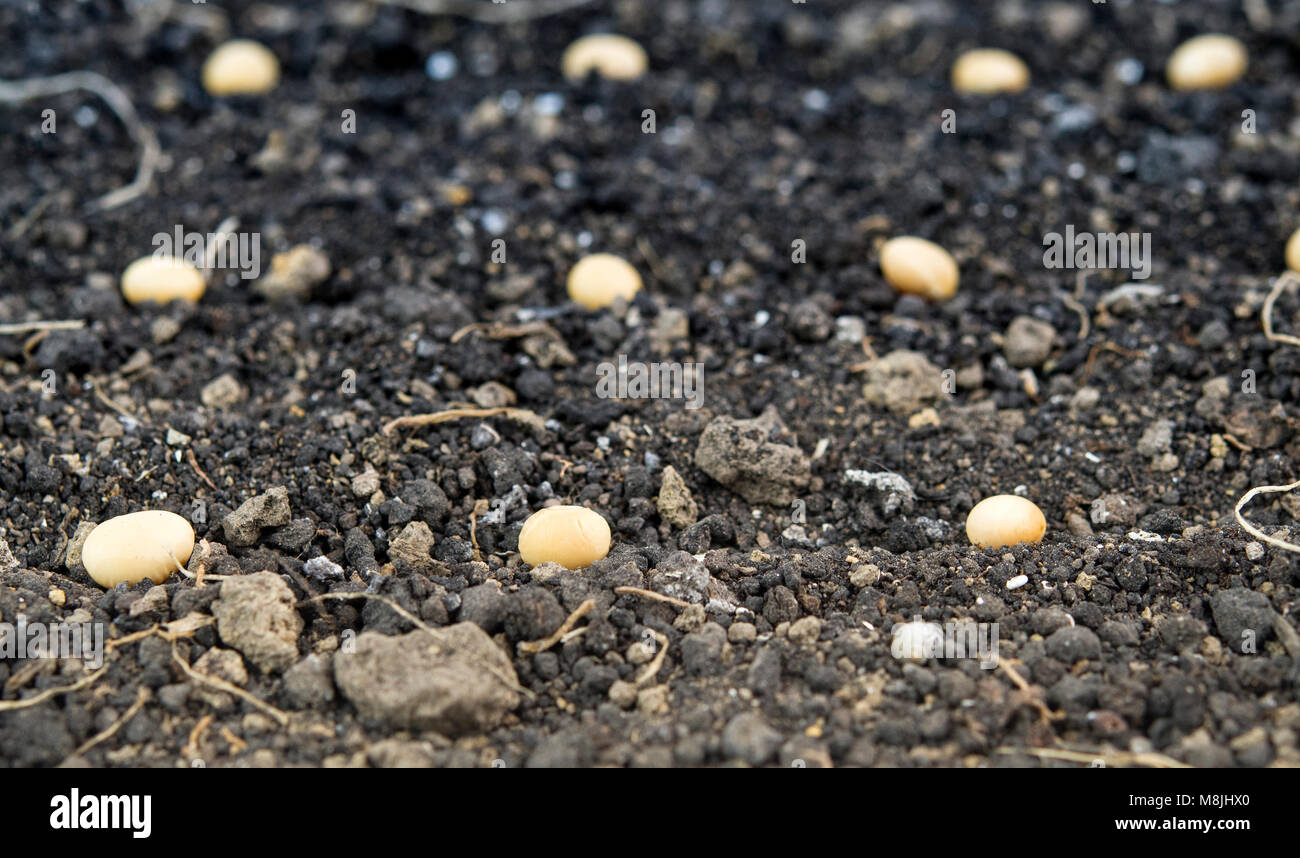 planting soybeans in the soil Stock Photo - Alamy