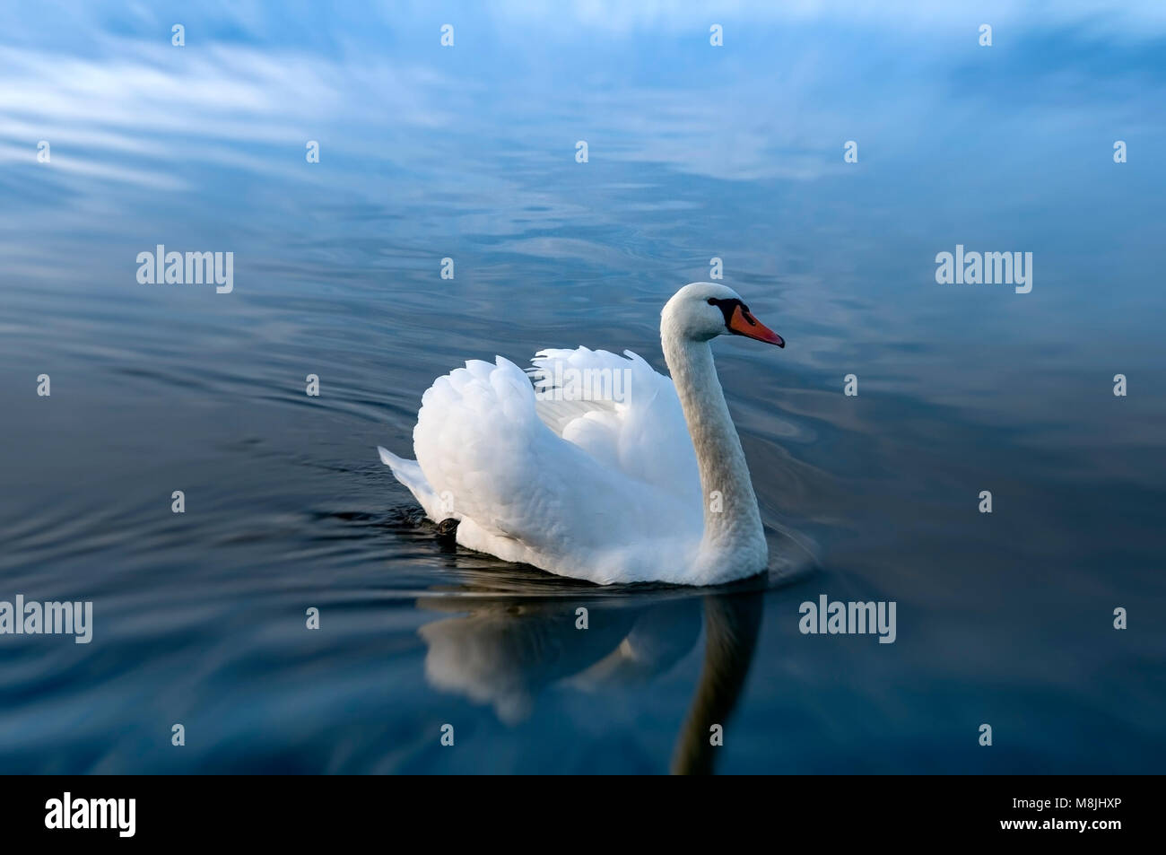 white swan and blue water Stock Photo - Alamy
