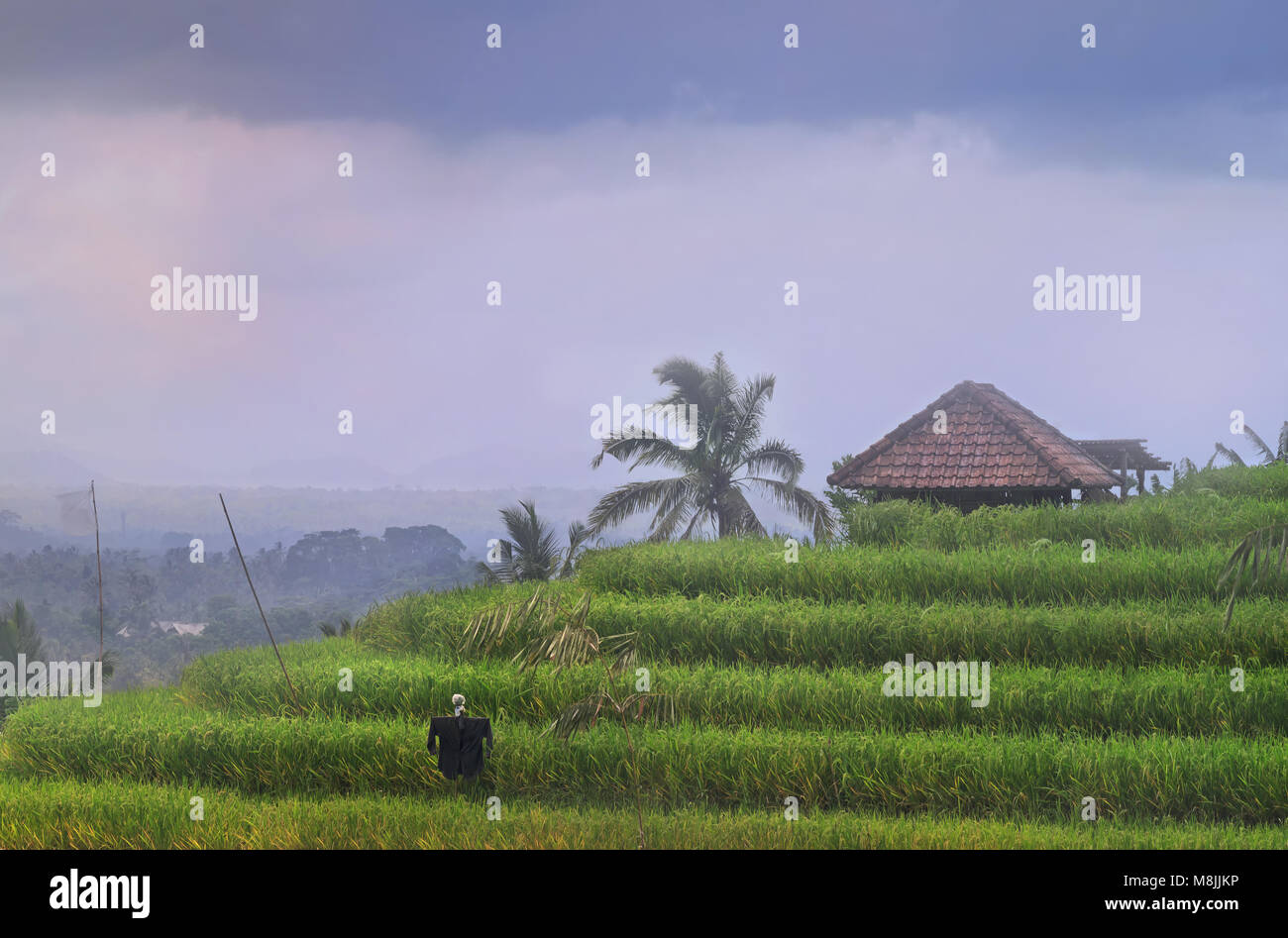 Rice plantations on the Indonesian island of Bally Stock Photo - Alamy