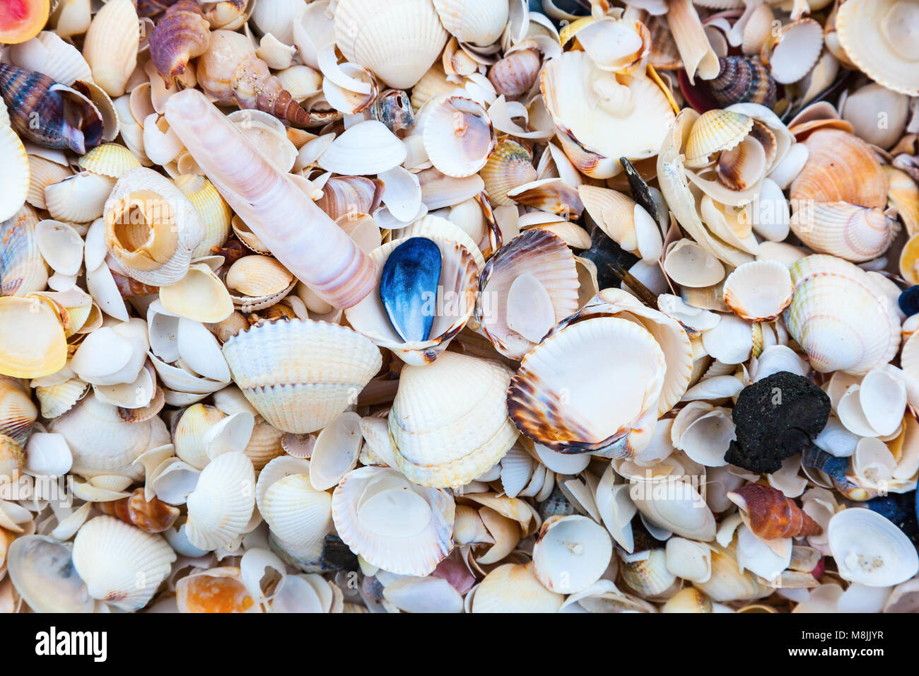 Lots of seashells on a beach Stock Photo - Alamy