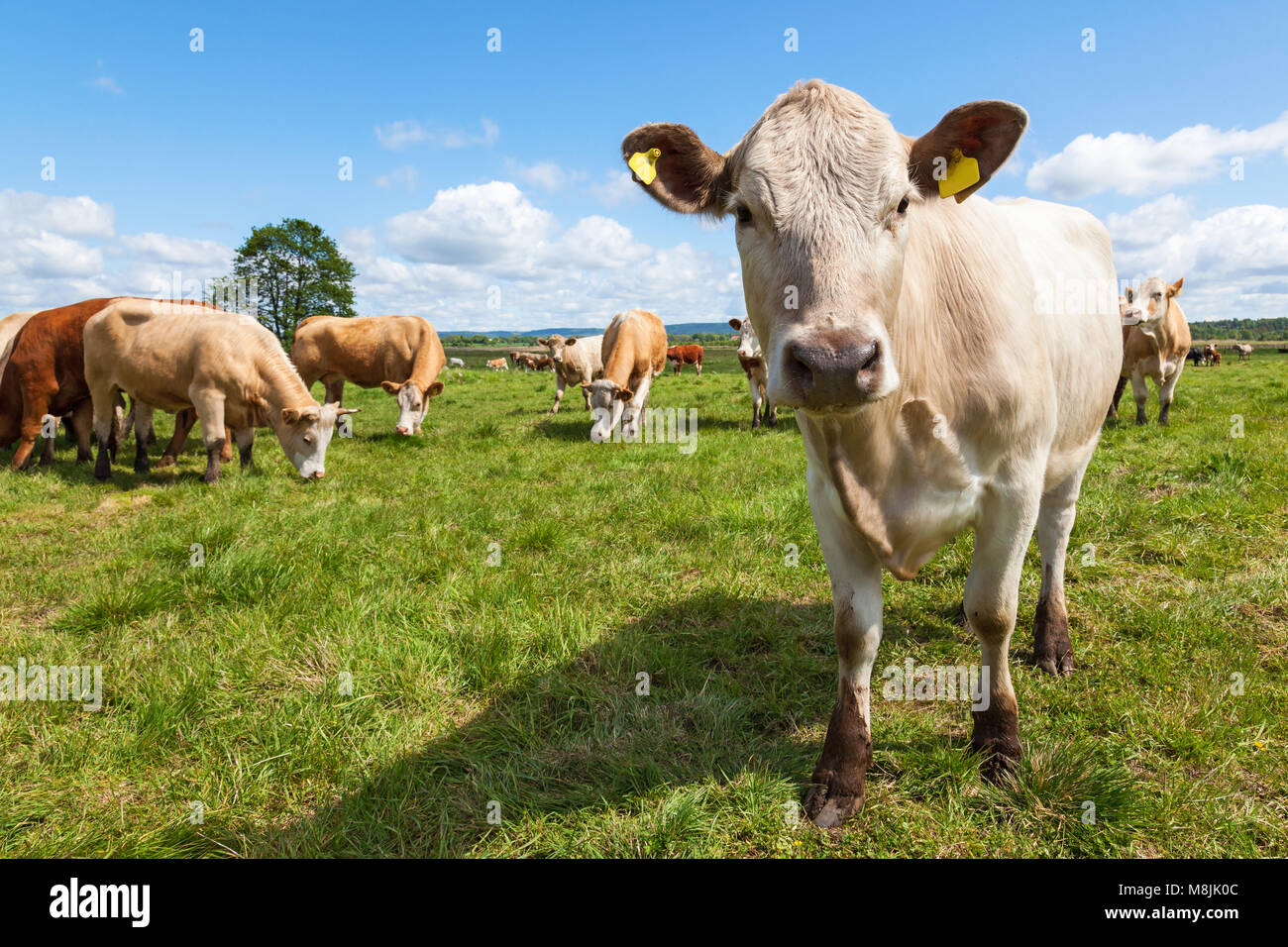 Cow flock hi-res stock photography and images - Alamy