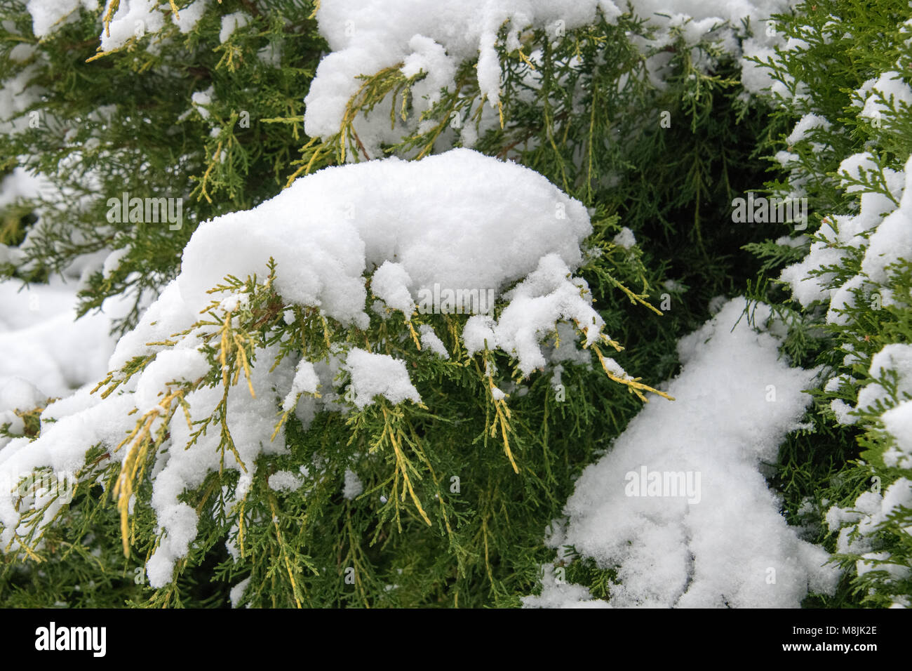 Conifer with snow hi-res stock photography and images - Alamy
