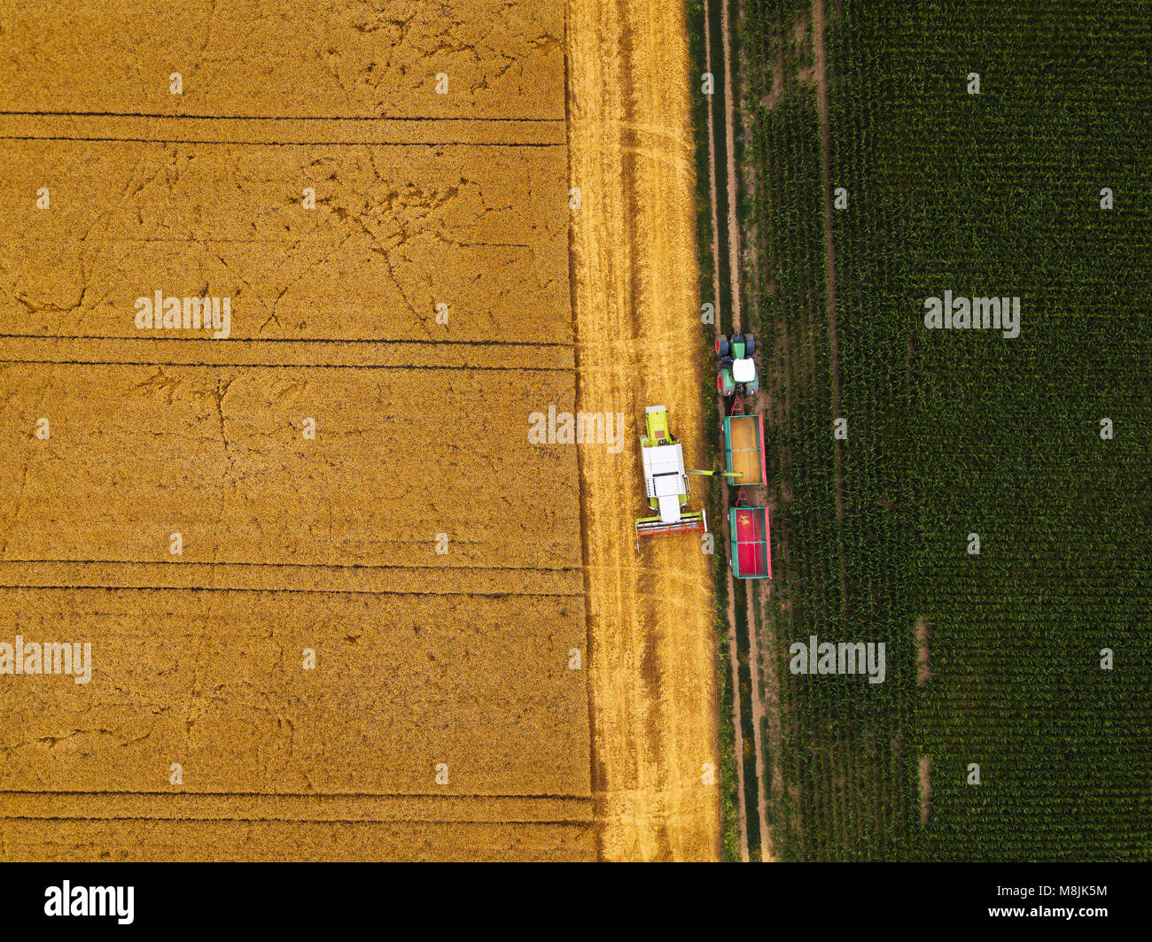 Aerial view of combine harvester unloading harvested wheat into ...