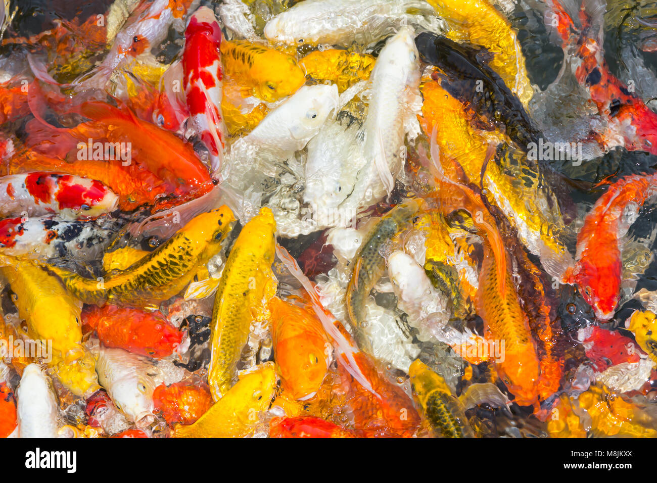 Koi fish swimming aggressively at pond Stock Photo - Alamy