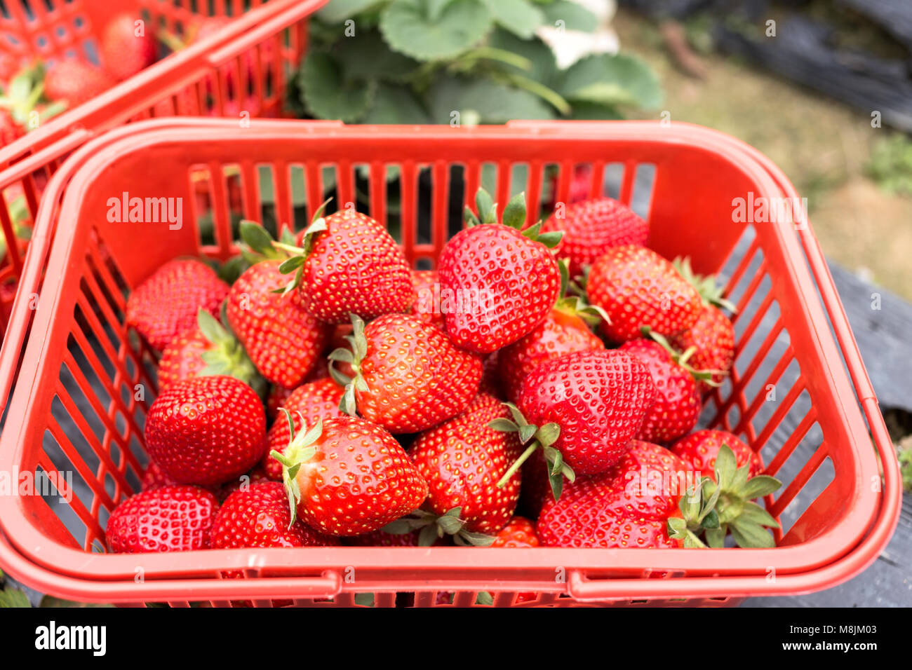 Strawberries in the basket Stock Photo - Alamy