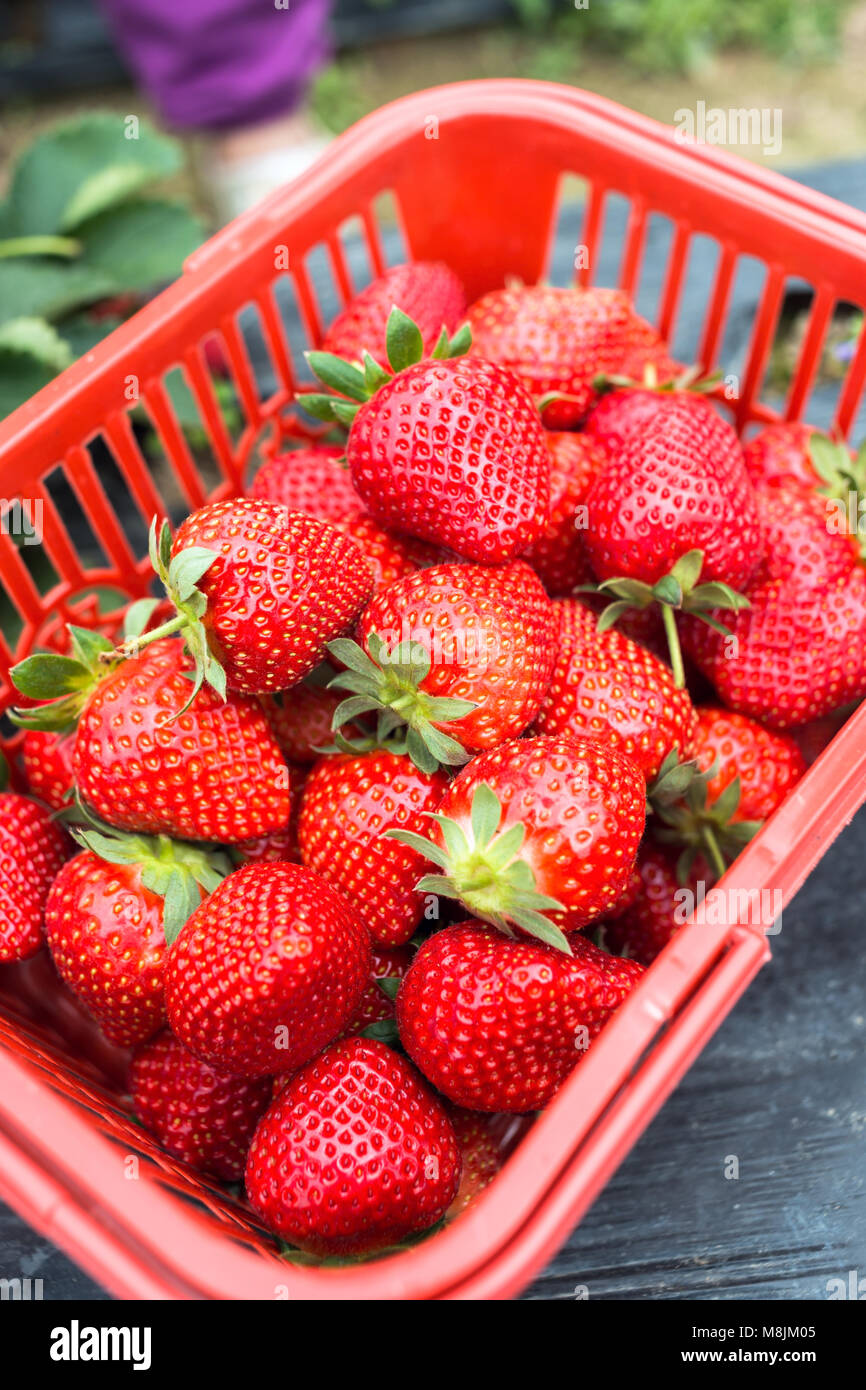 Strawberries in the basket Stock Photo - Alamy