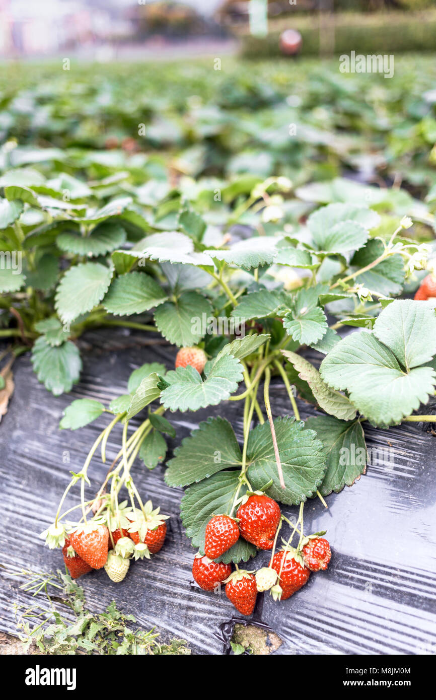 Strawberry garden hi-res stock photography and images - Alamy