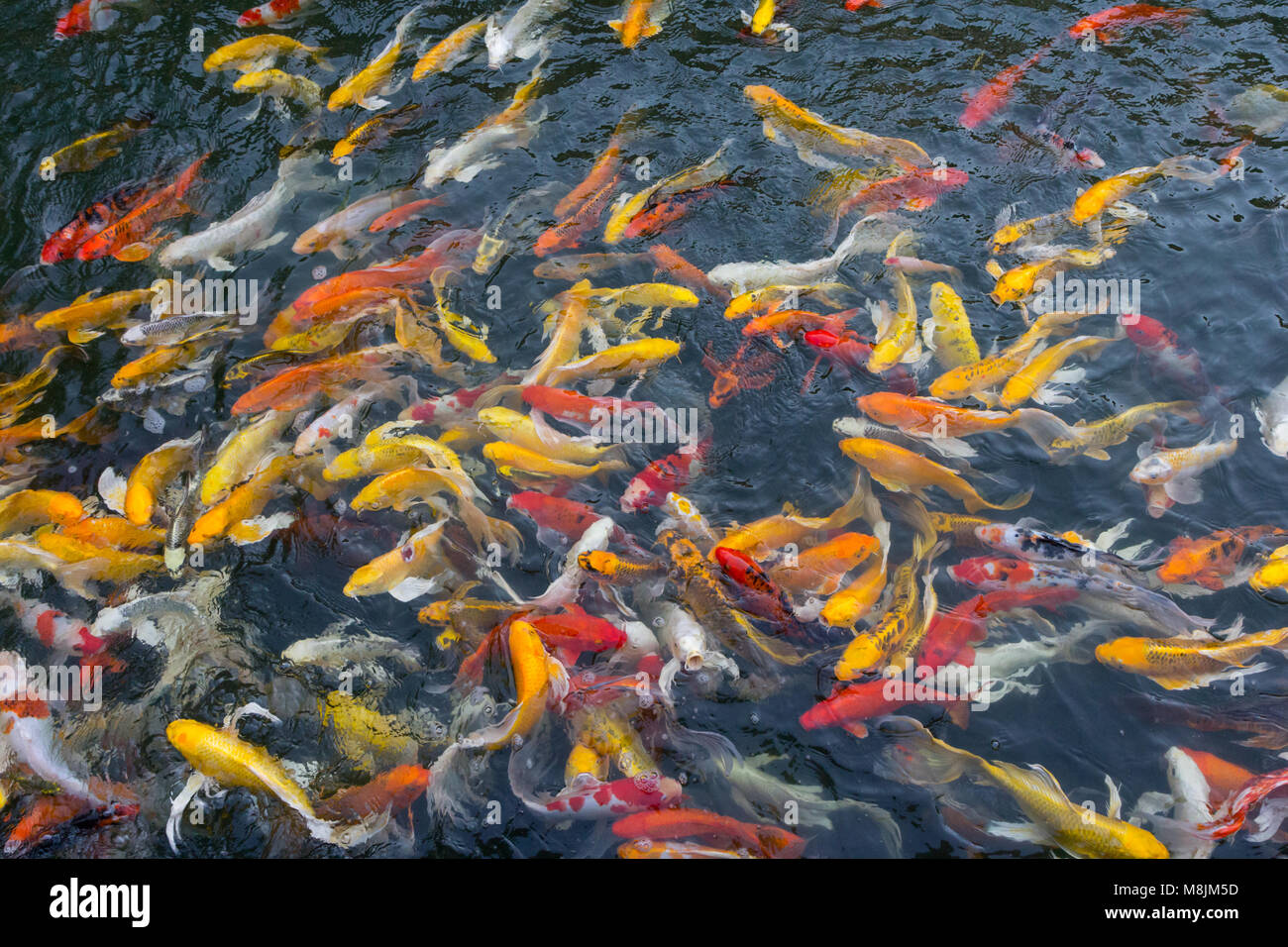 Koi fish swimming aggressively at pond Stock Photo - Alamy