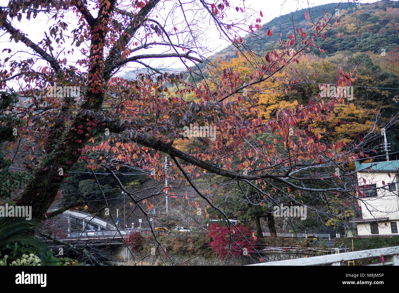 Hakone Japan Autumn Stock Photos & Hakone Japan Autumn Stock Images - Alamy