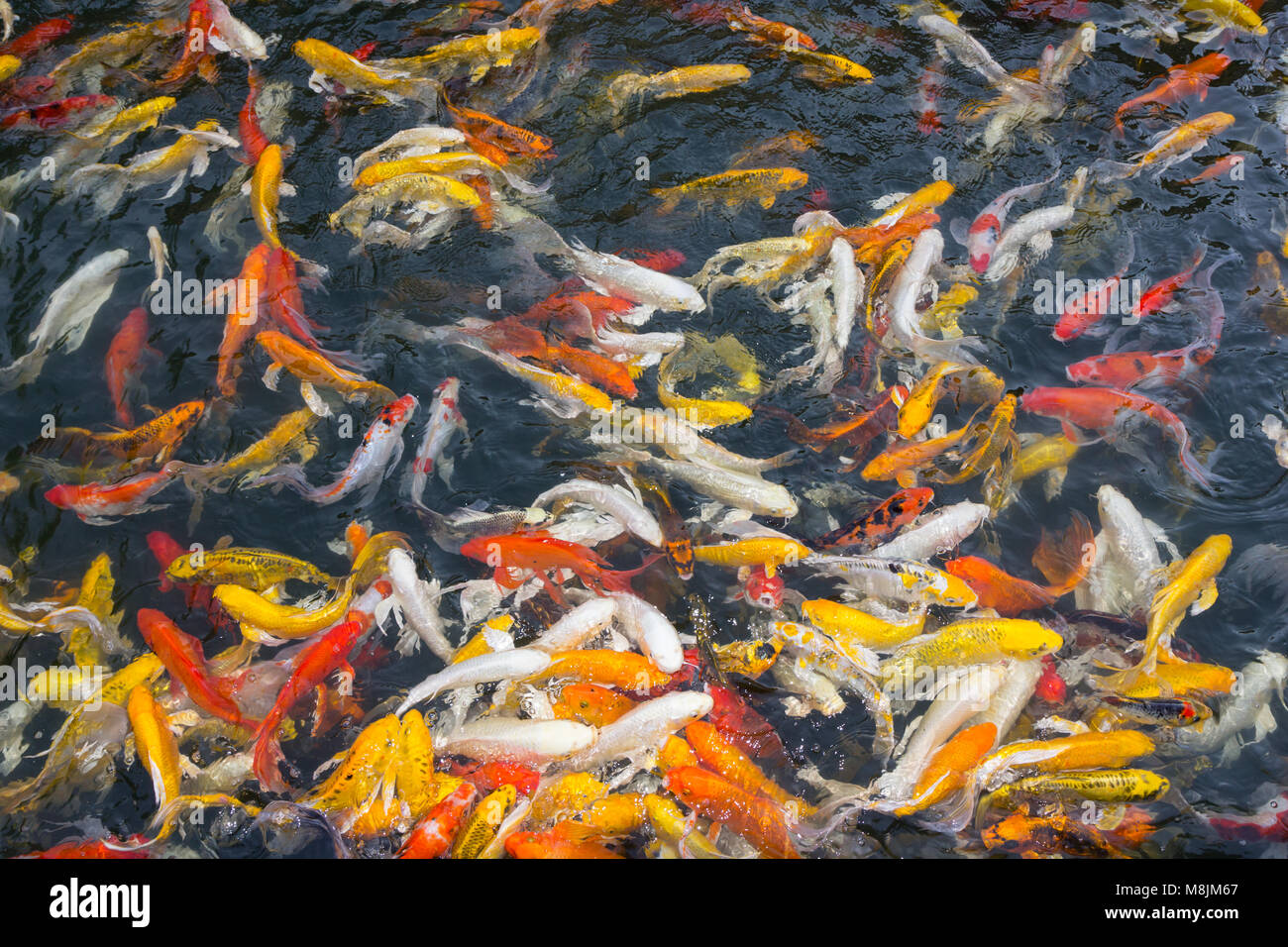 Koi fish swimming aggressively at pond Stock Photo - Alamy