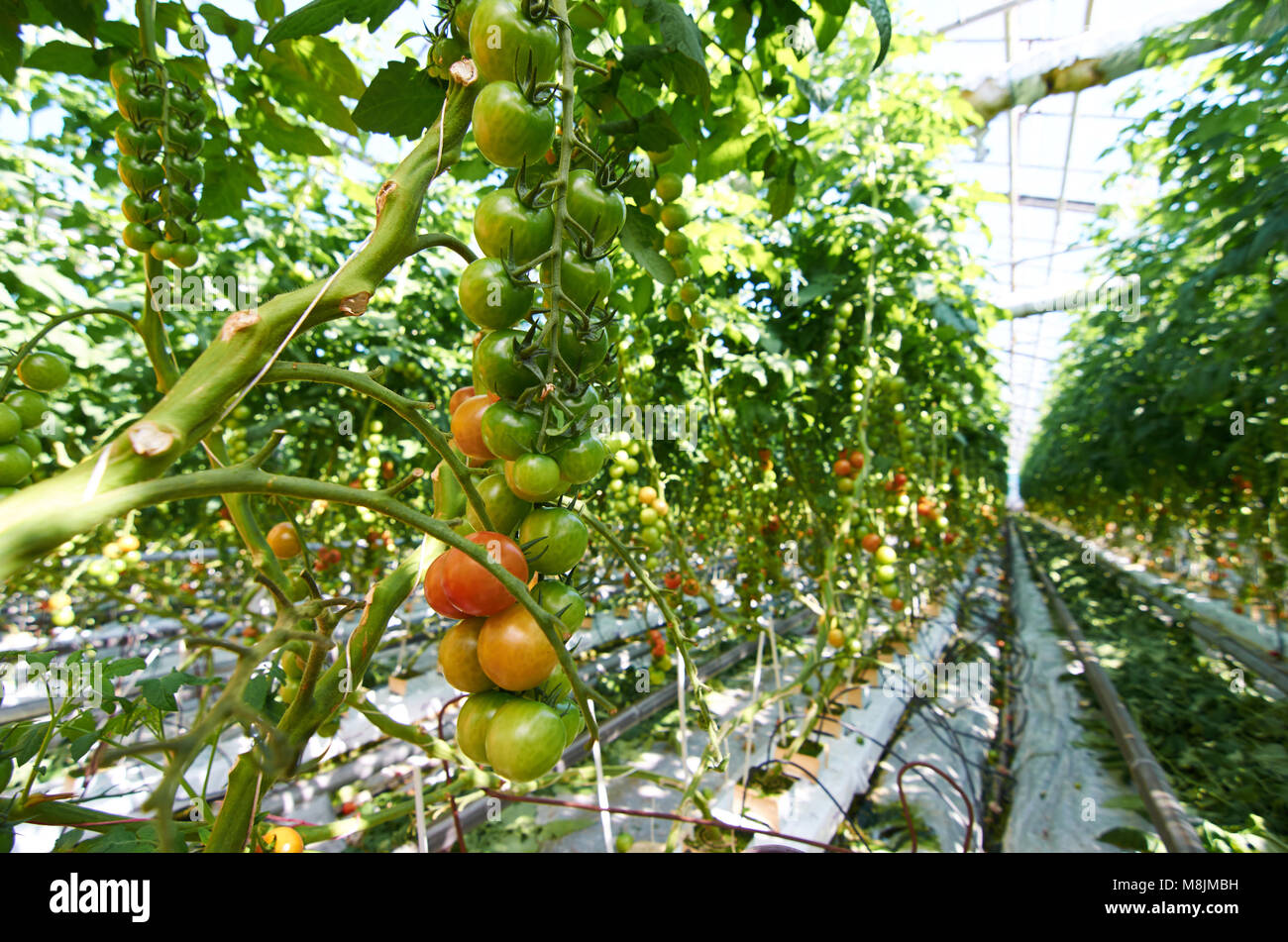 Tomatoes in glasshouse hi-res stock photography and images - Alamy