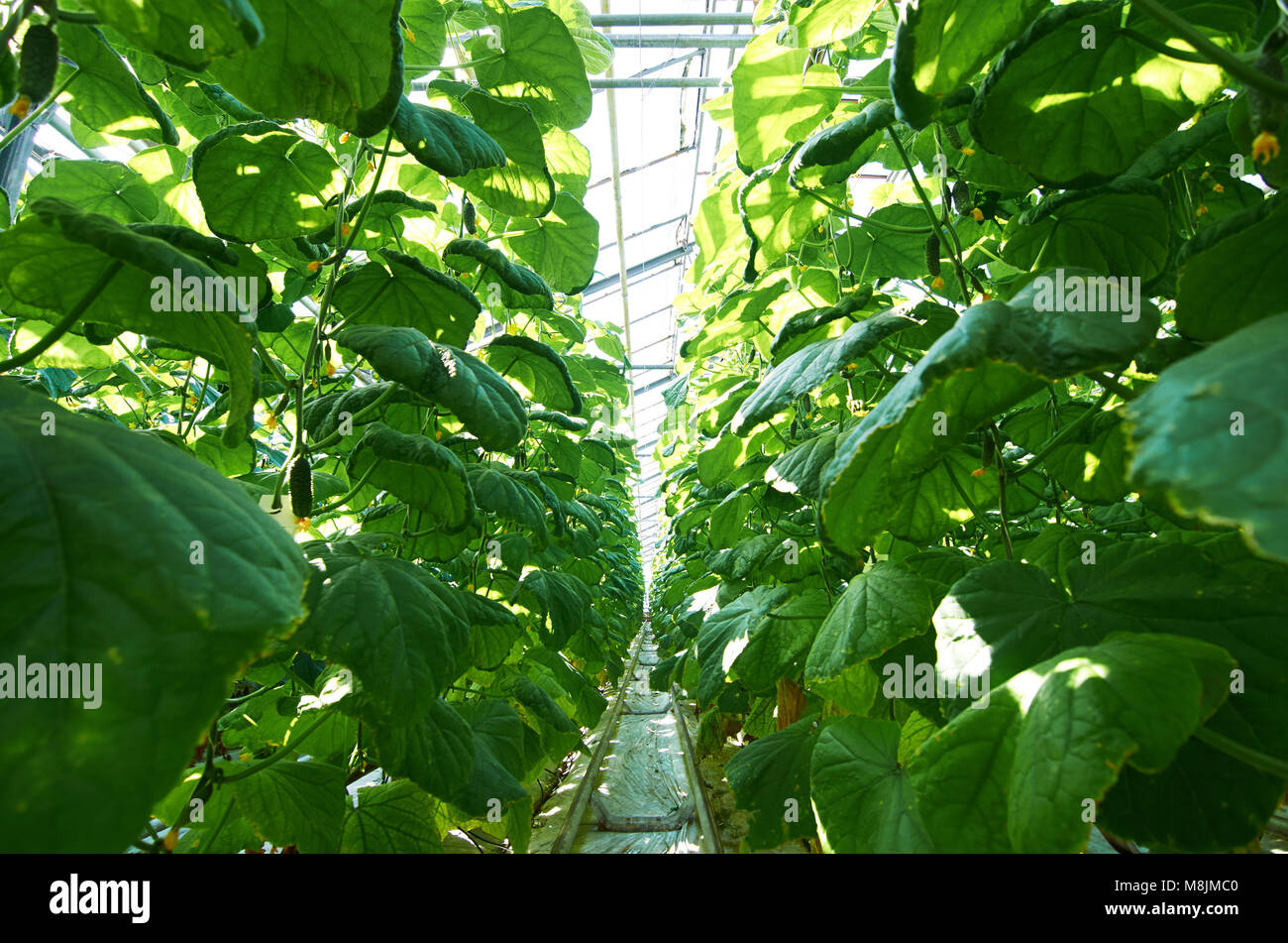 Greenhouse variety cucumber hi-res stock photography and images - Alamy