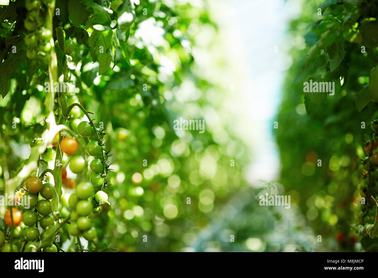 Tomatoes in glasshouse Stock Photo - Alamy