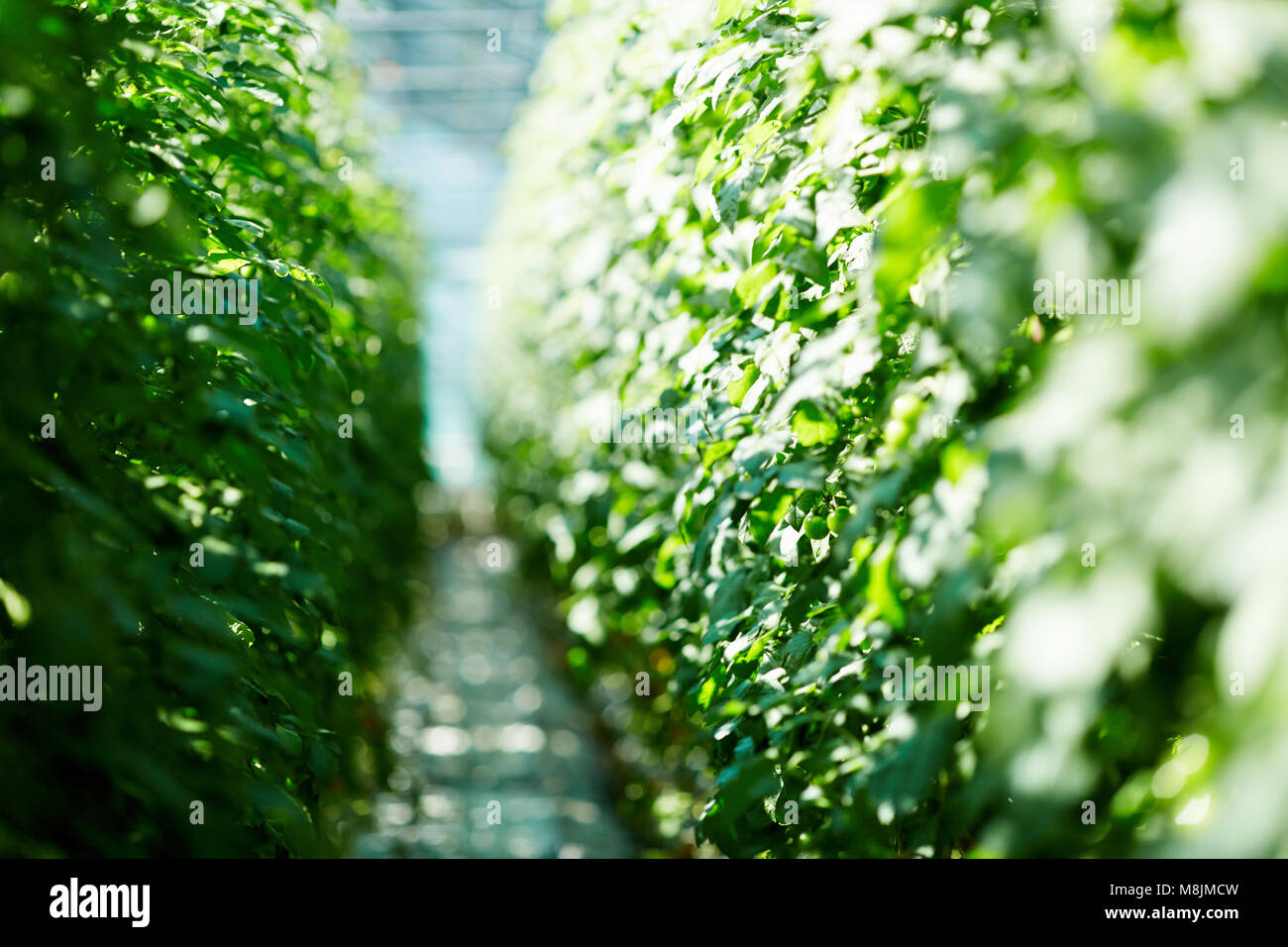 Vegetation and plants hi-res stock photography and images - Alamy