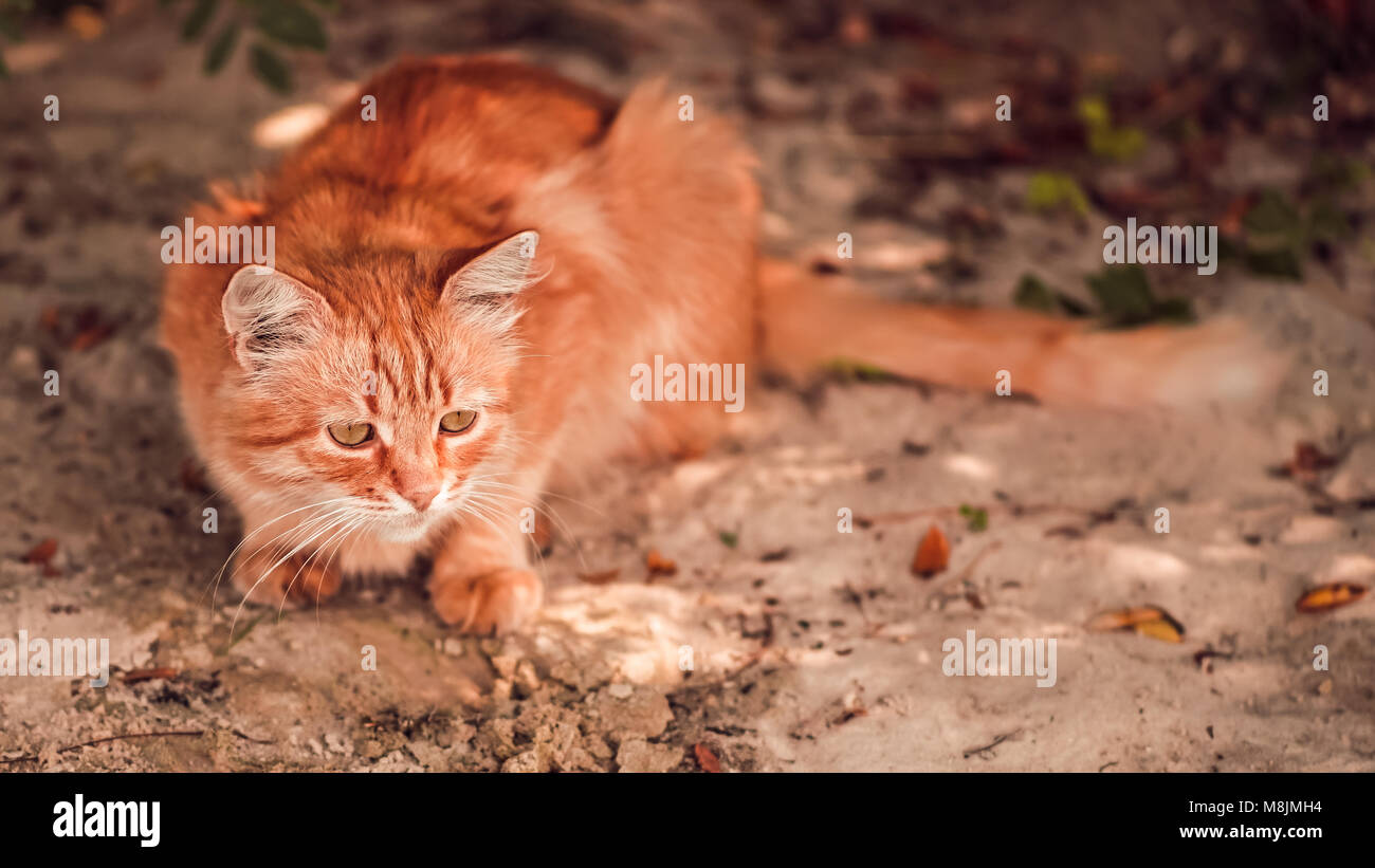 Monitoring hunt hi-res stock photography and images - Alamy